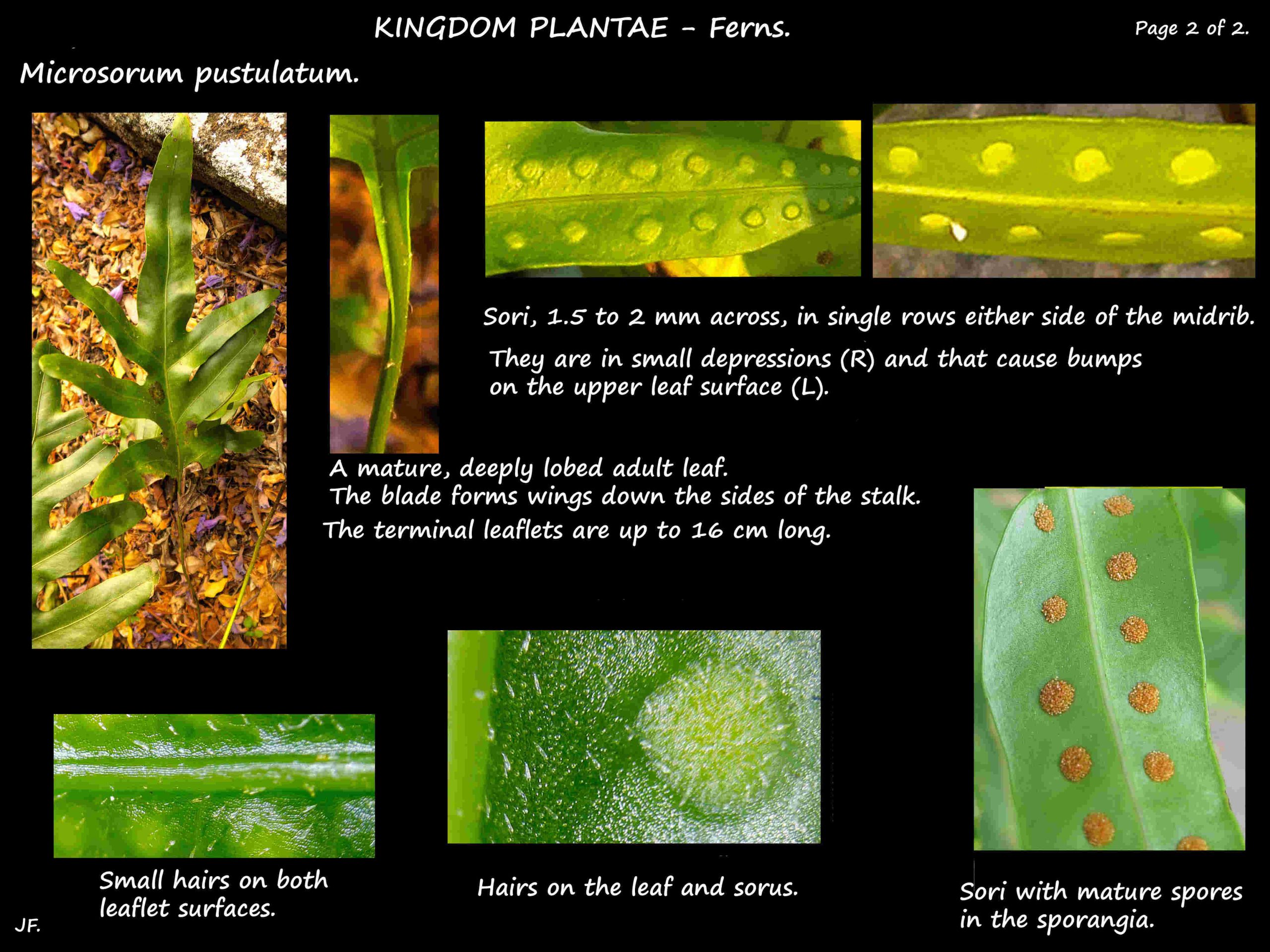 Microsorum pustulatum - Botany Brisbane