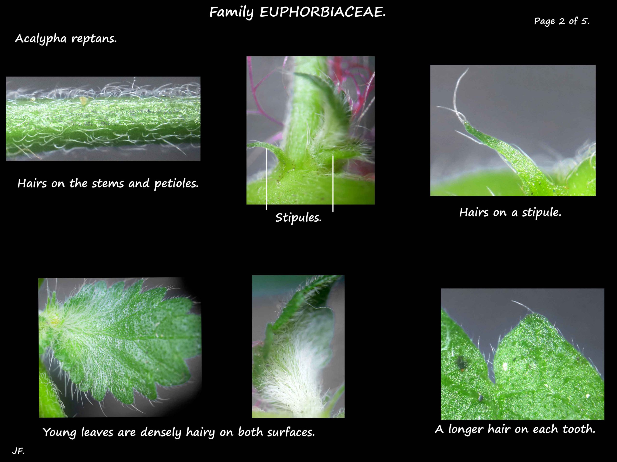 Acalypha reptans - Botany Brisbane