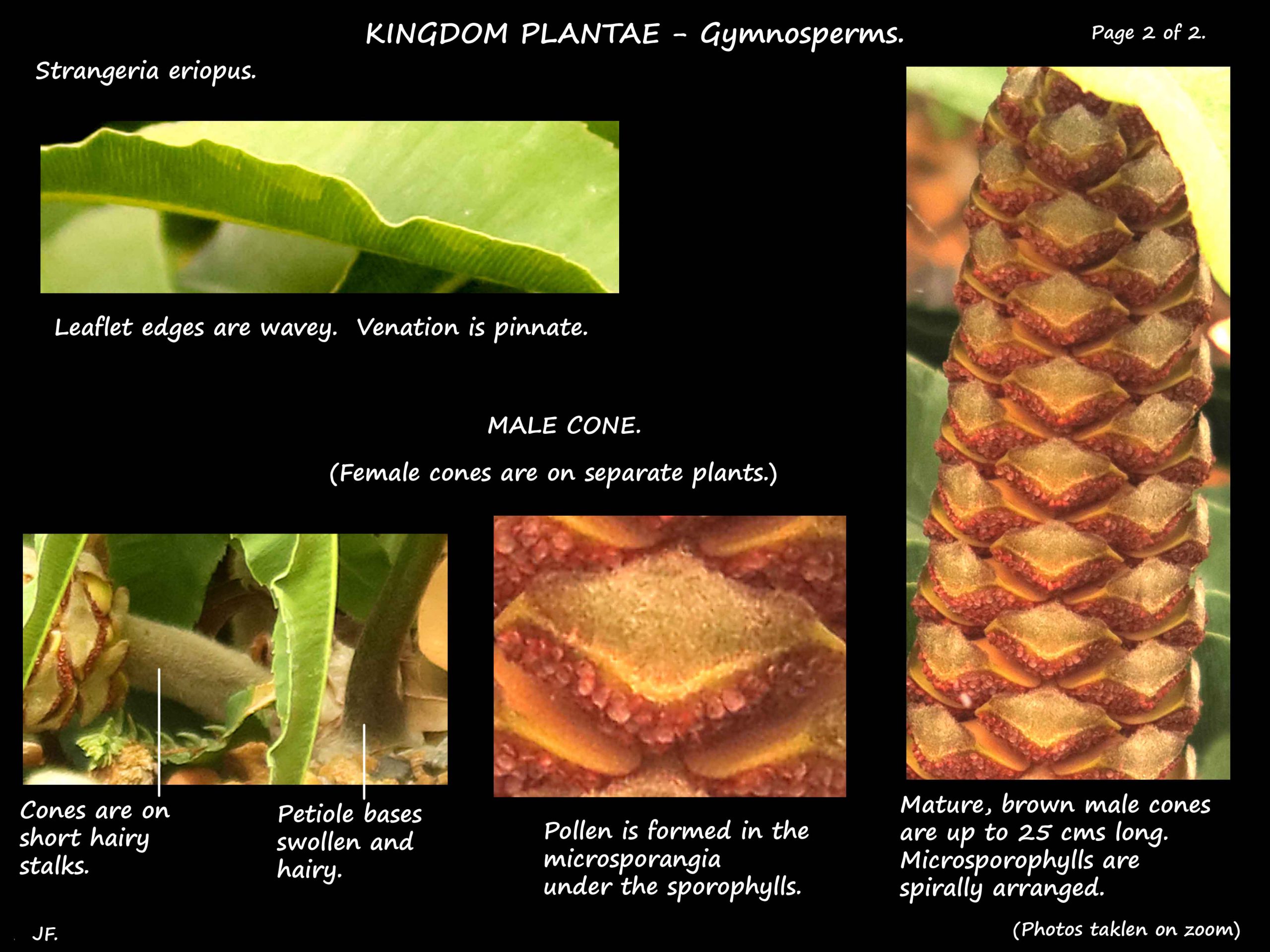 Stangeria eriopus - Botany Brisbane