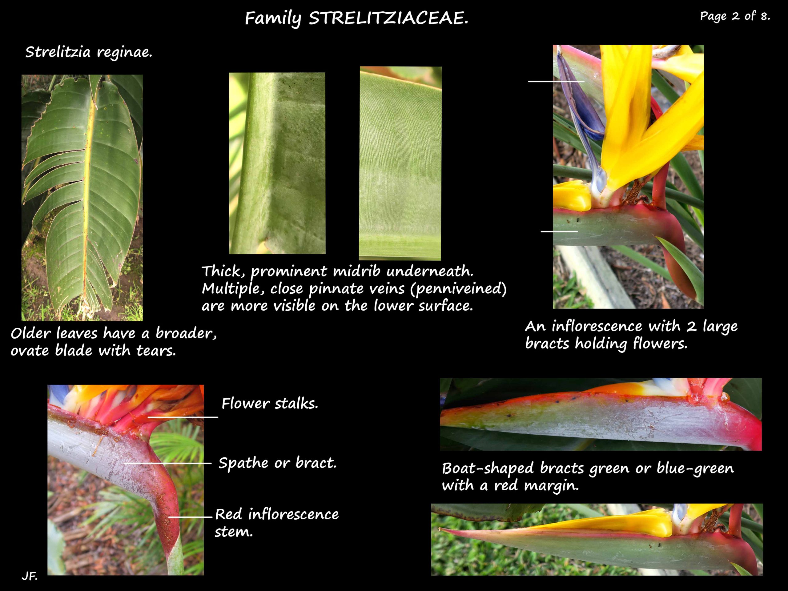 Strelitzia reginae - Botany Brisbane