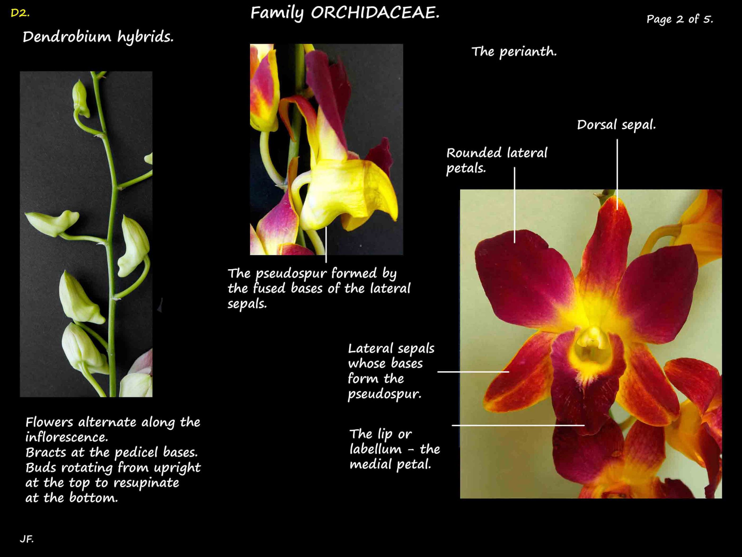 Dendrobium - Botany Brisbane