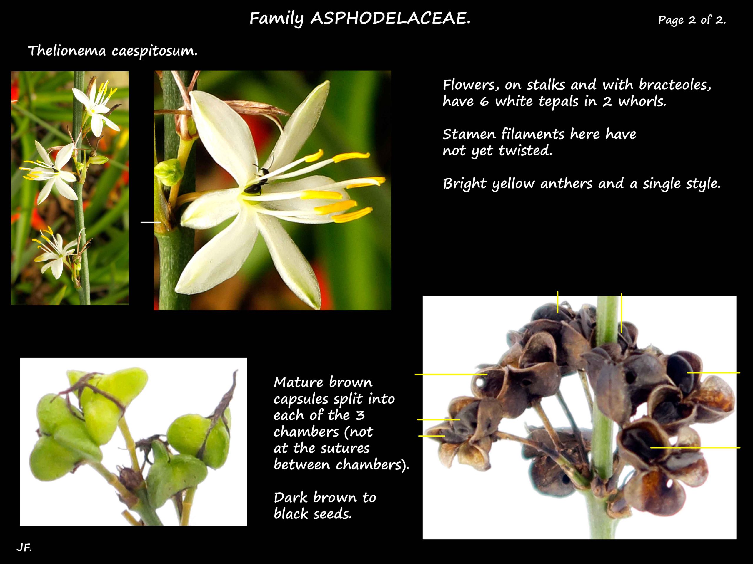 Thelionema caespitosum - Botany Brisbane