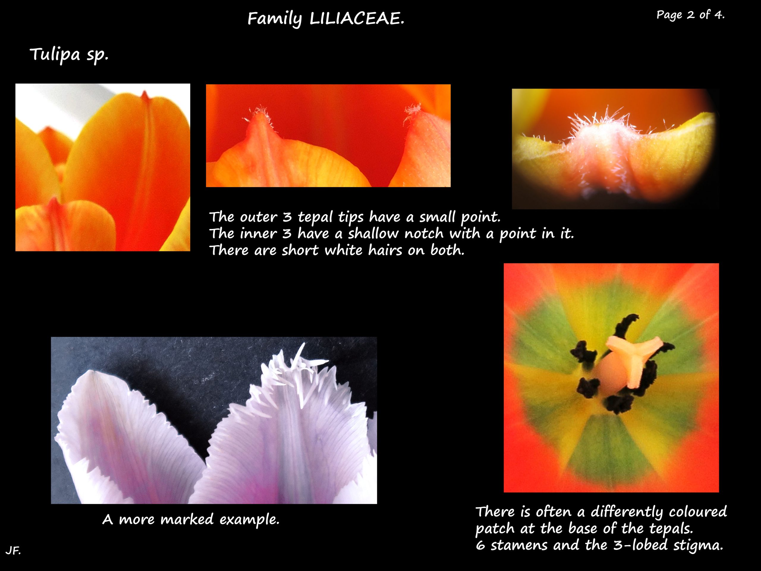 Tulipa - Botany Brisbane