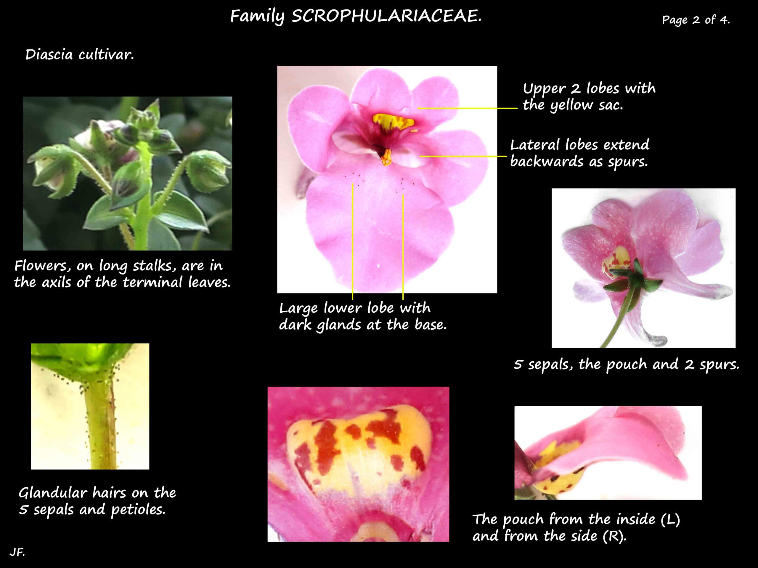 Diascia - Botany Brisbane