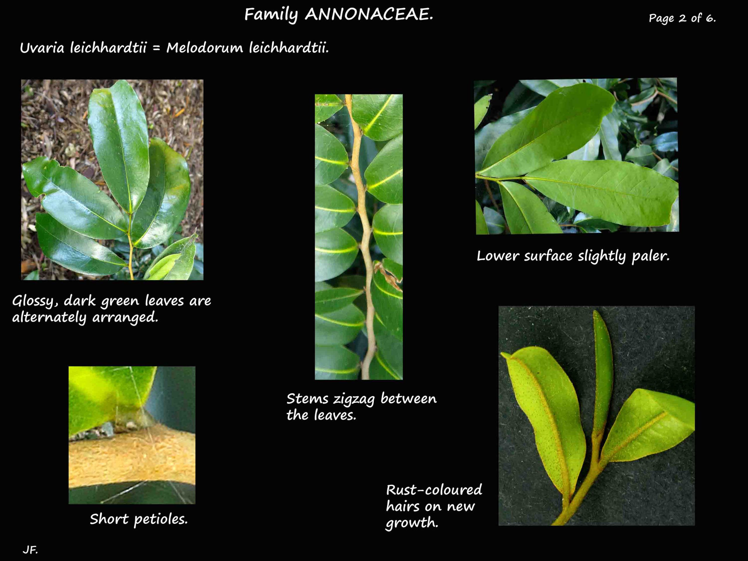 Uvaria leichhardtii - Botany Brisbane