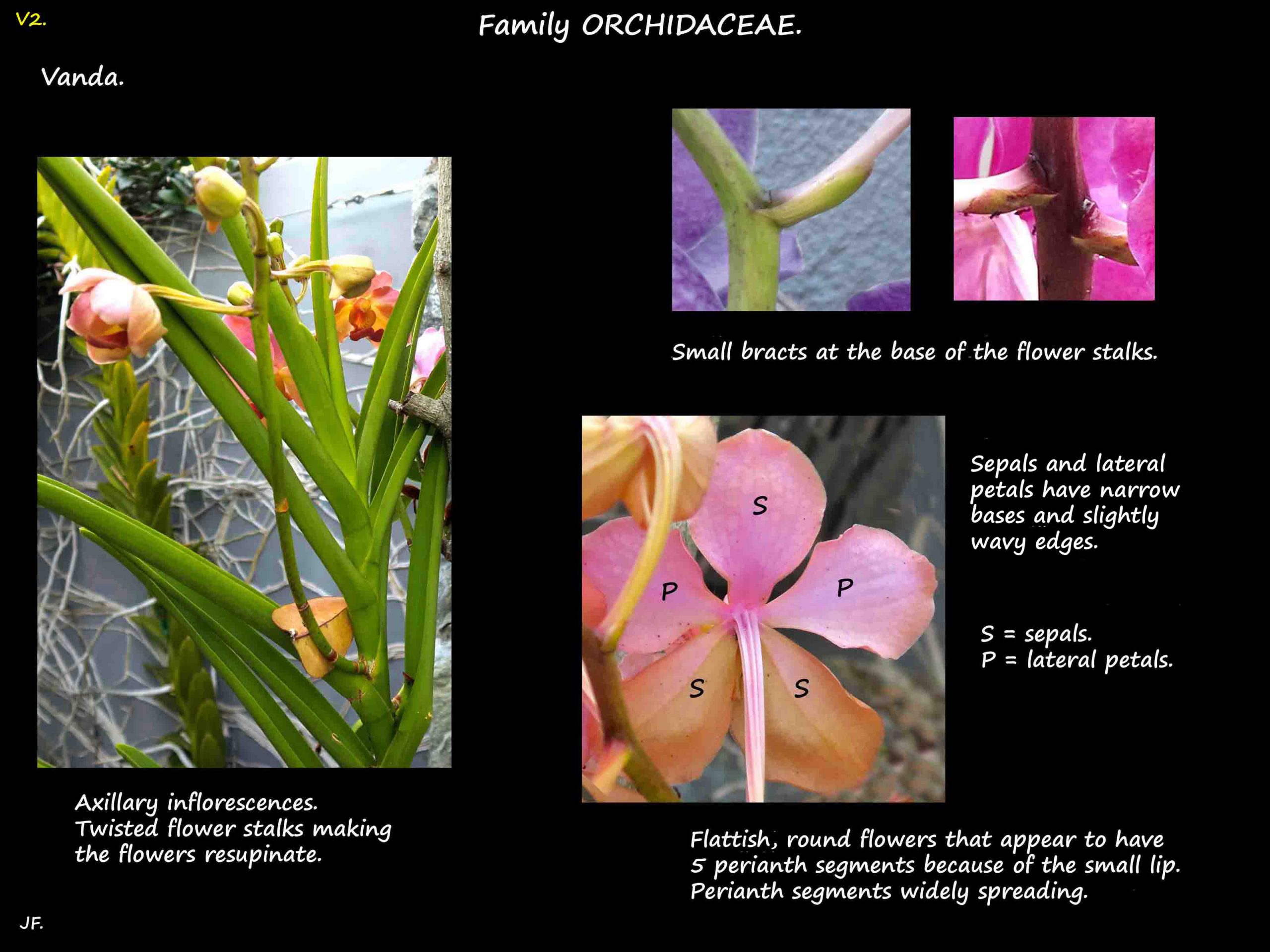 Vanda - Botany Brisbane