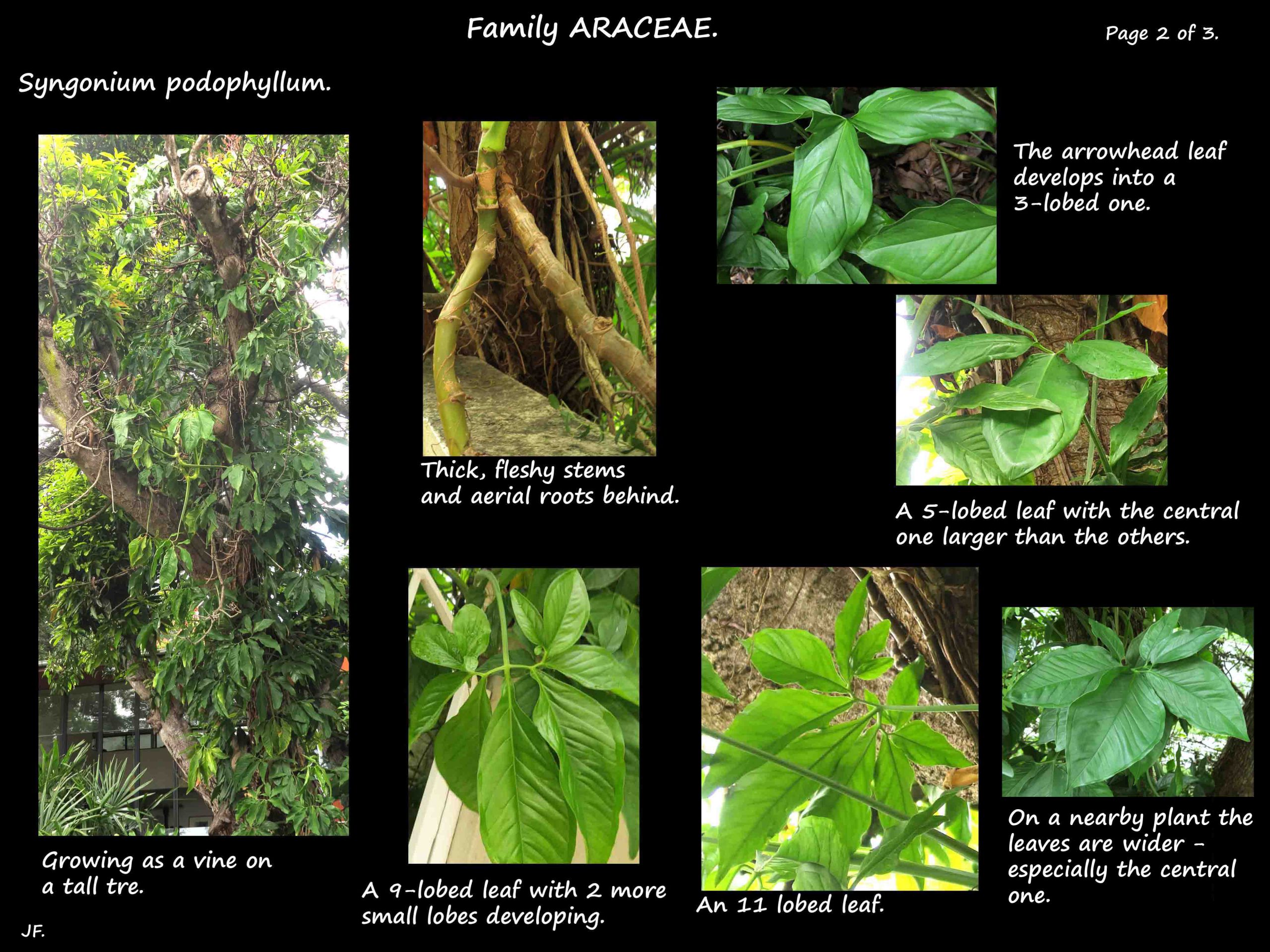 Syngonium podophyllum - Botany Brisbane