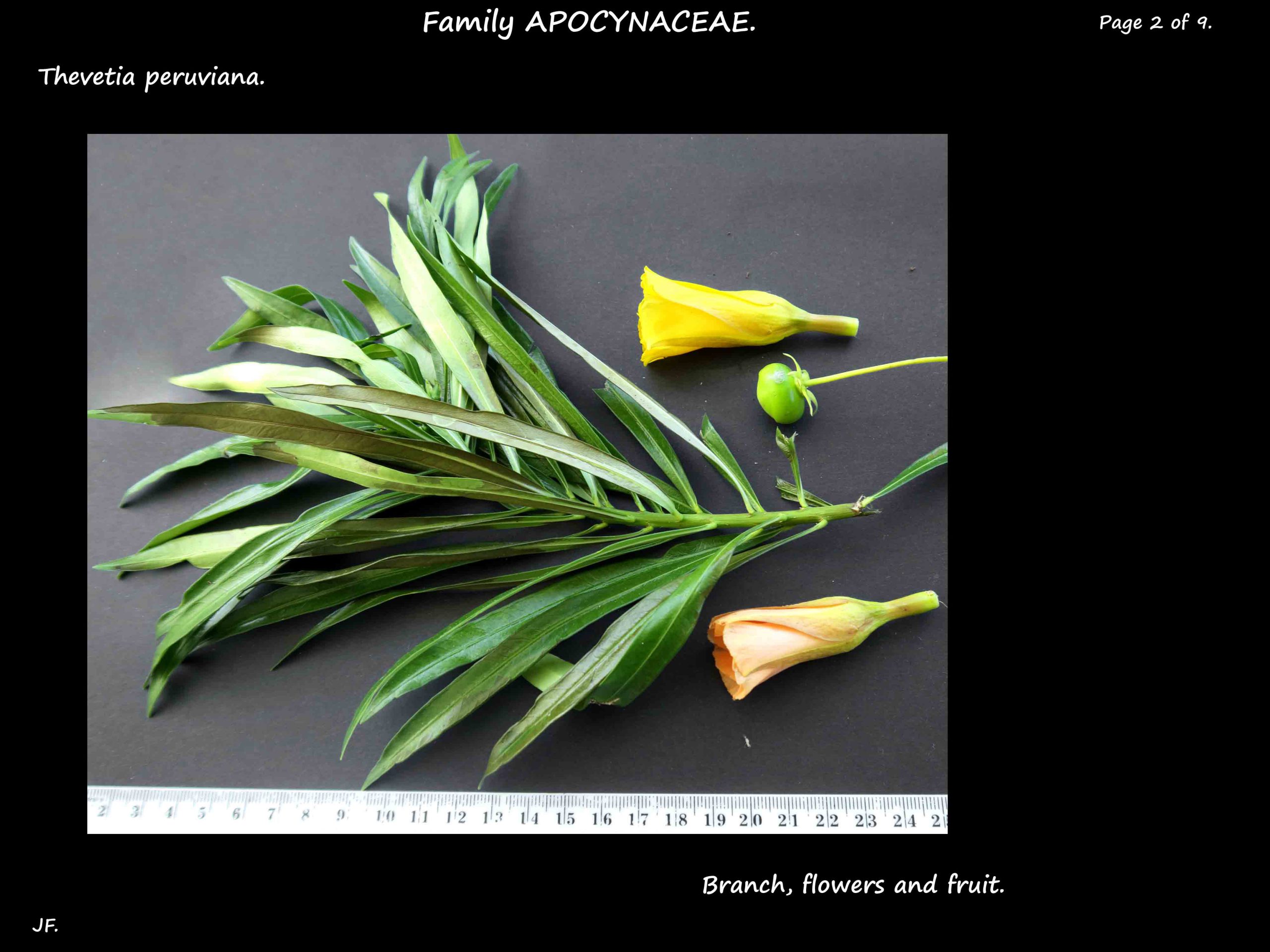 Thevetia peruviana - Botany Brisbane