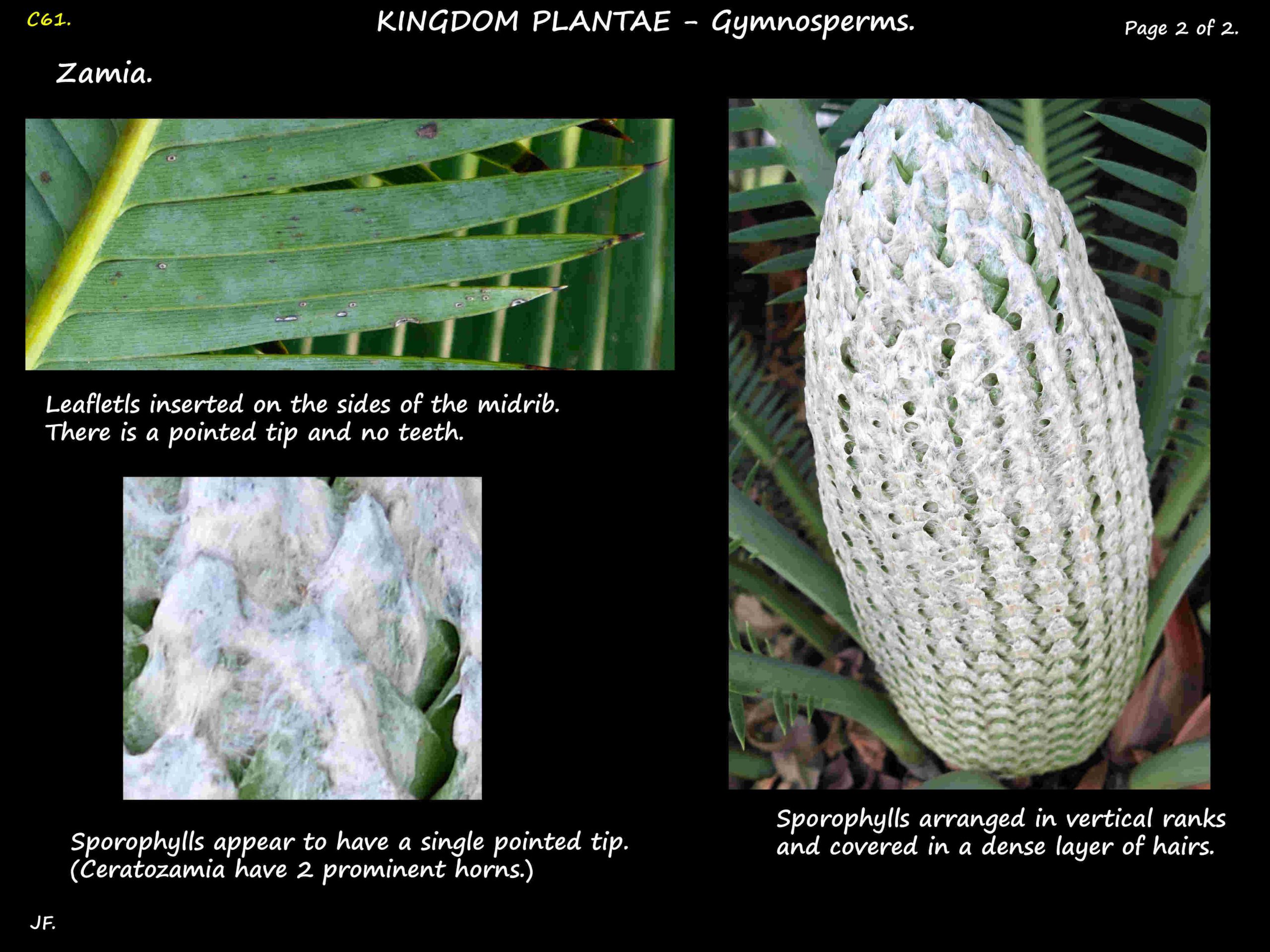 Zamia - Botany Brisbane