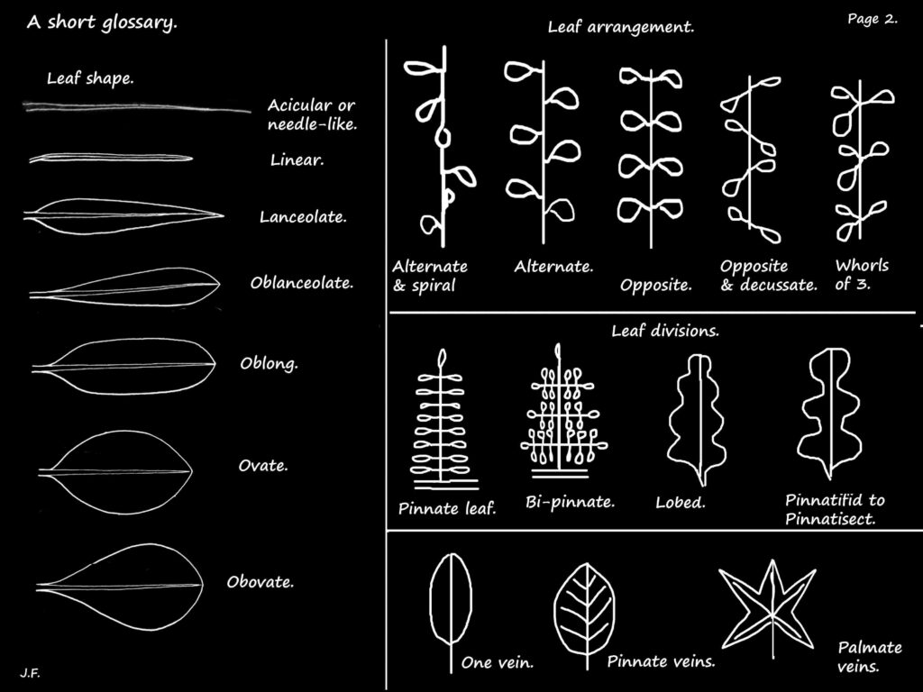 A short plant glossary - Botany Brisbane