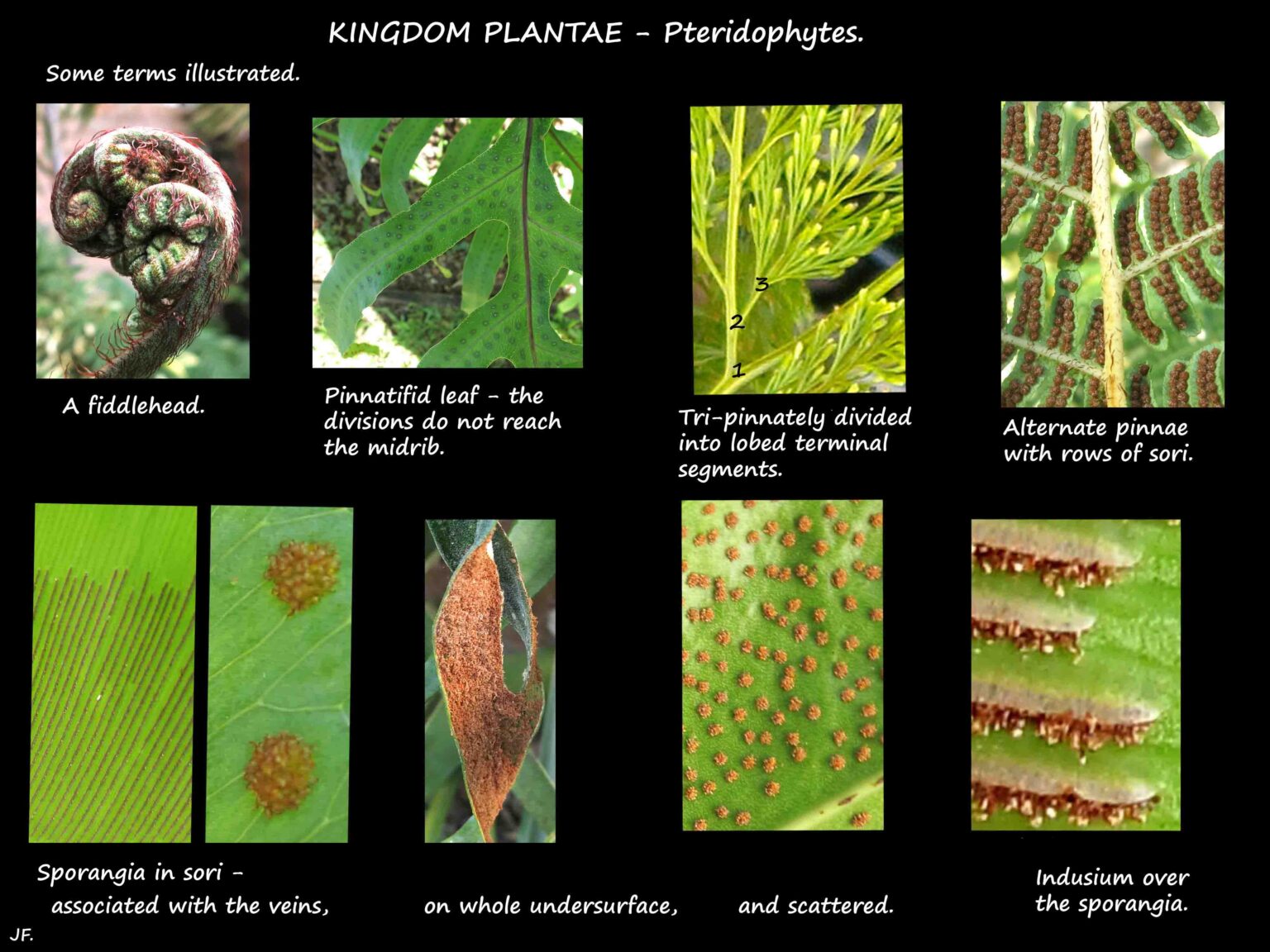 Fern classification, structure & life cycle - Botany Brisbane