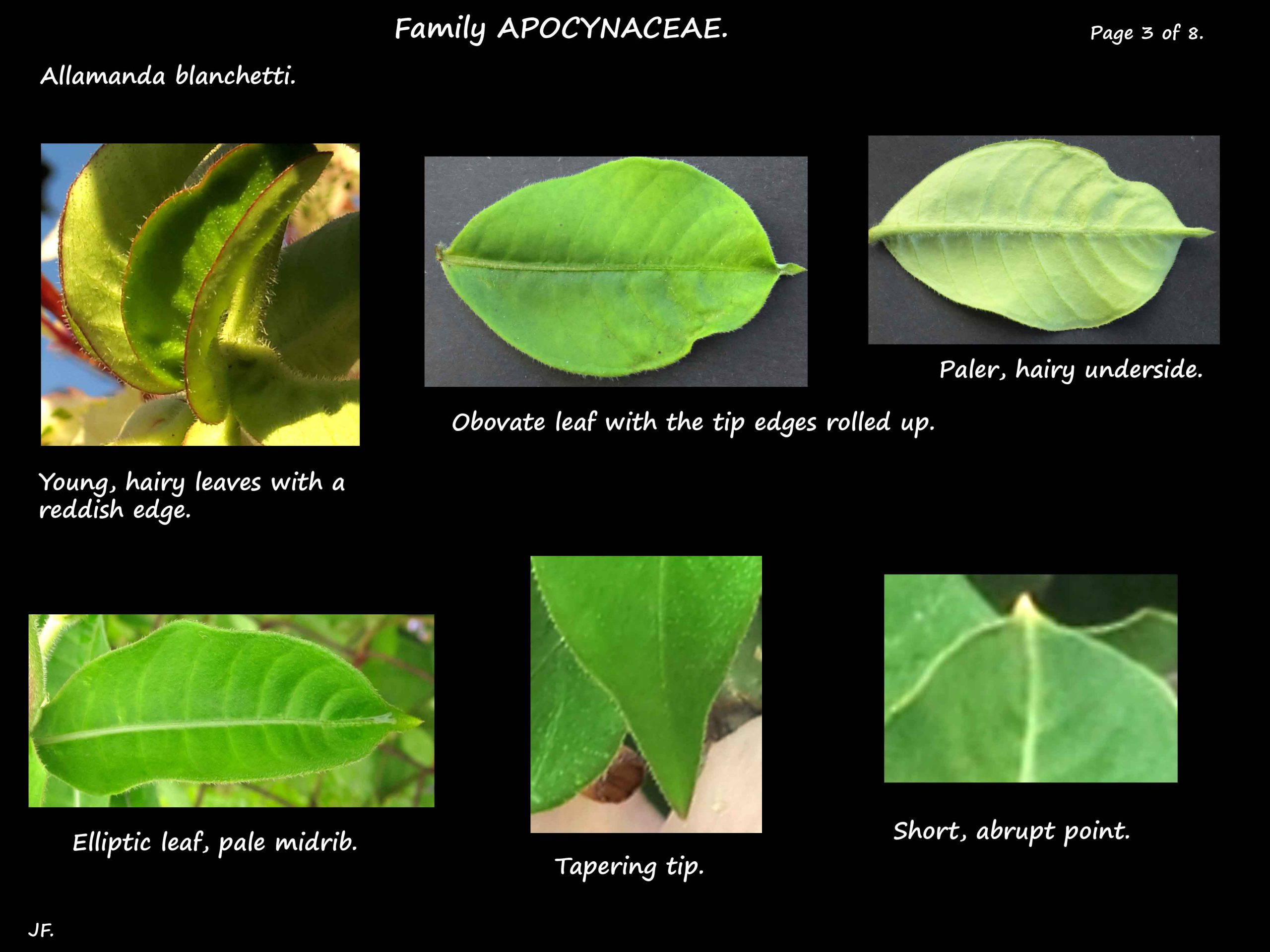 Allamanda blanchetti - Botany Brisbane