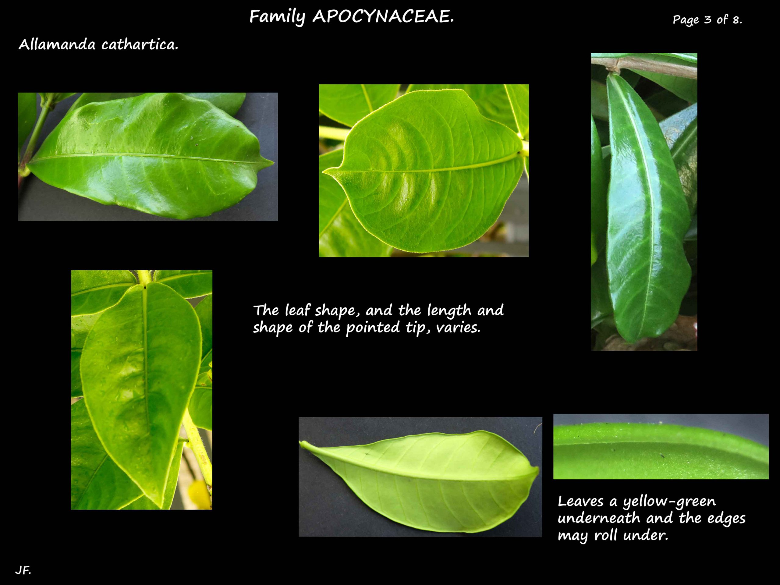 Allamanda cathartica - Botany Brisbane