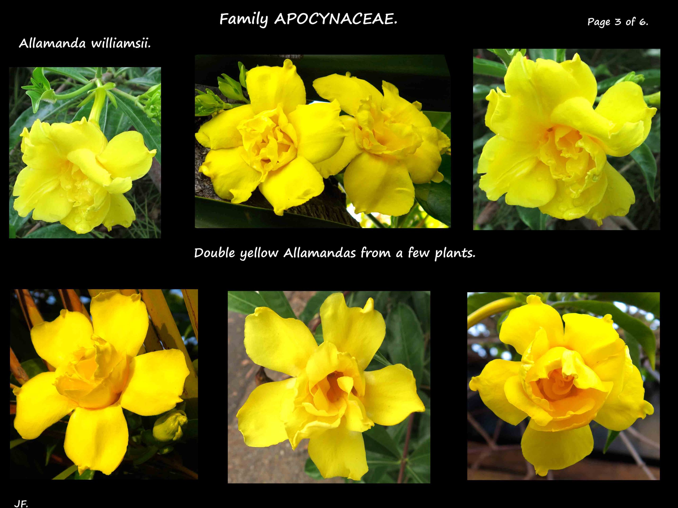 Allamanda williamsii - Botany Brisbane