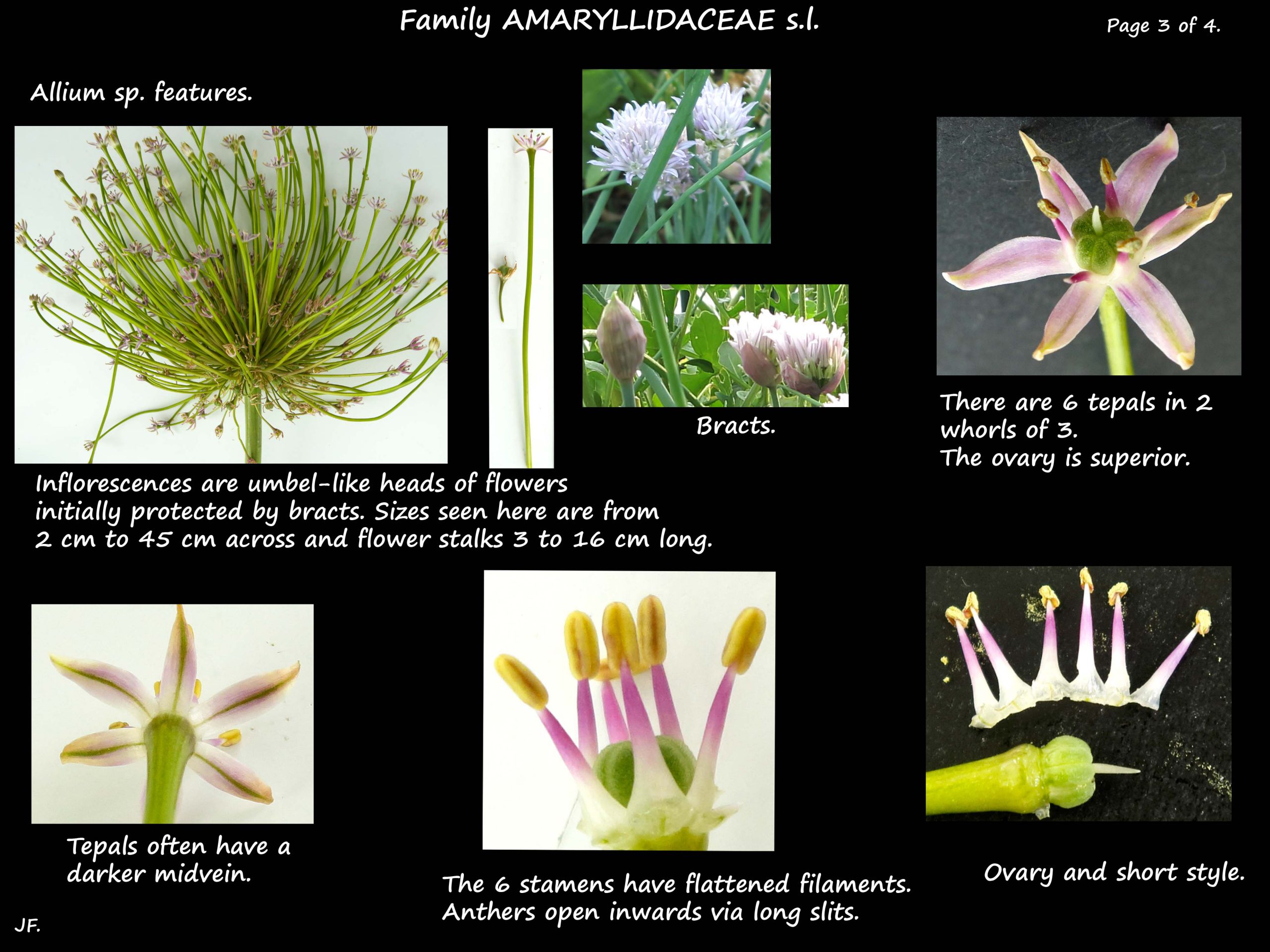 Allium - Botany Brisbane