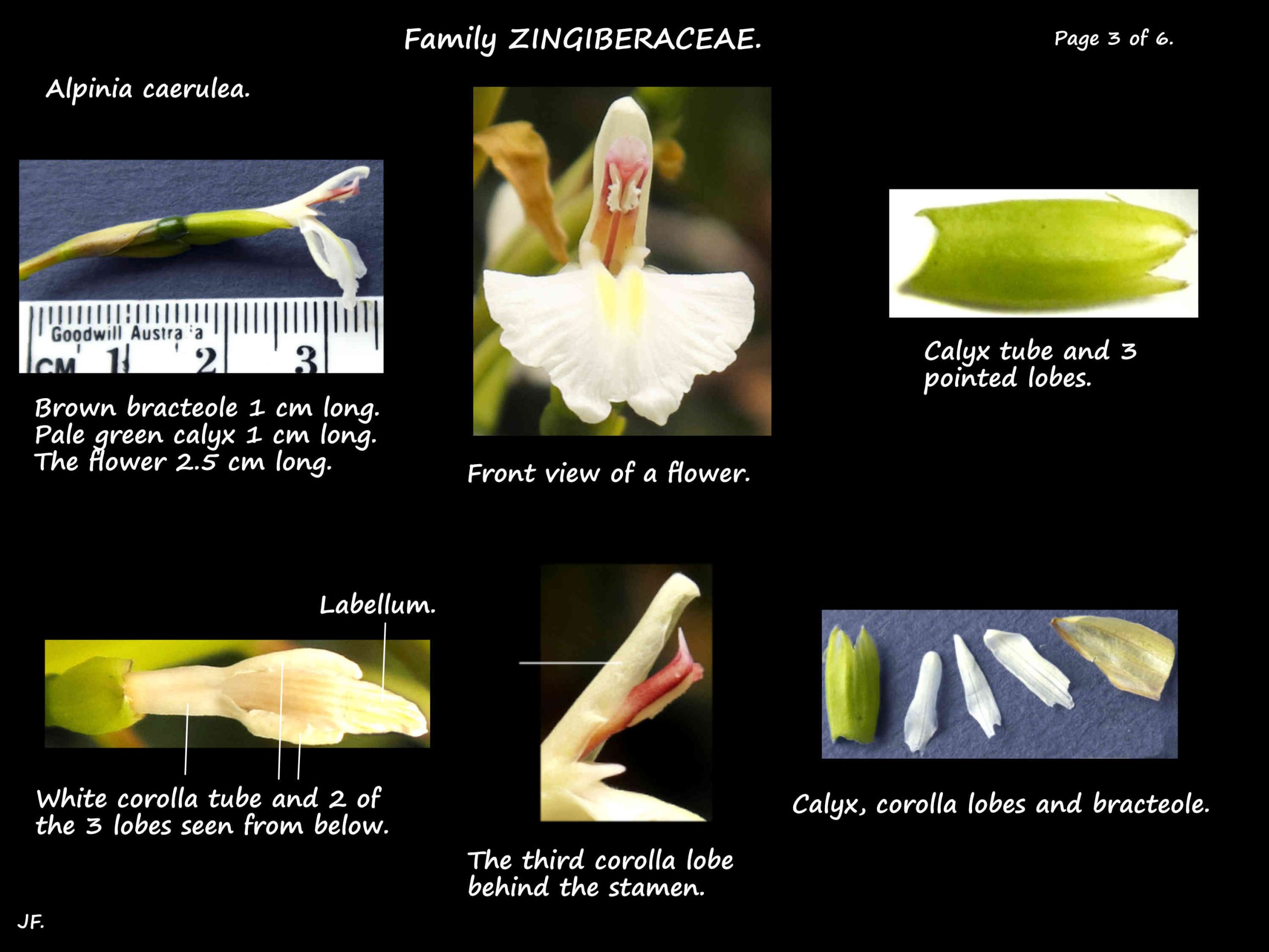 Alpinia caerulea - Botany Brisbane