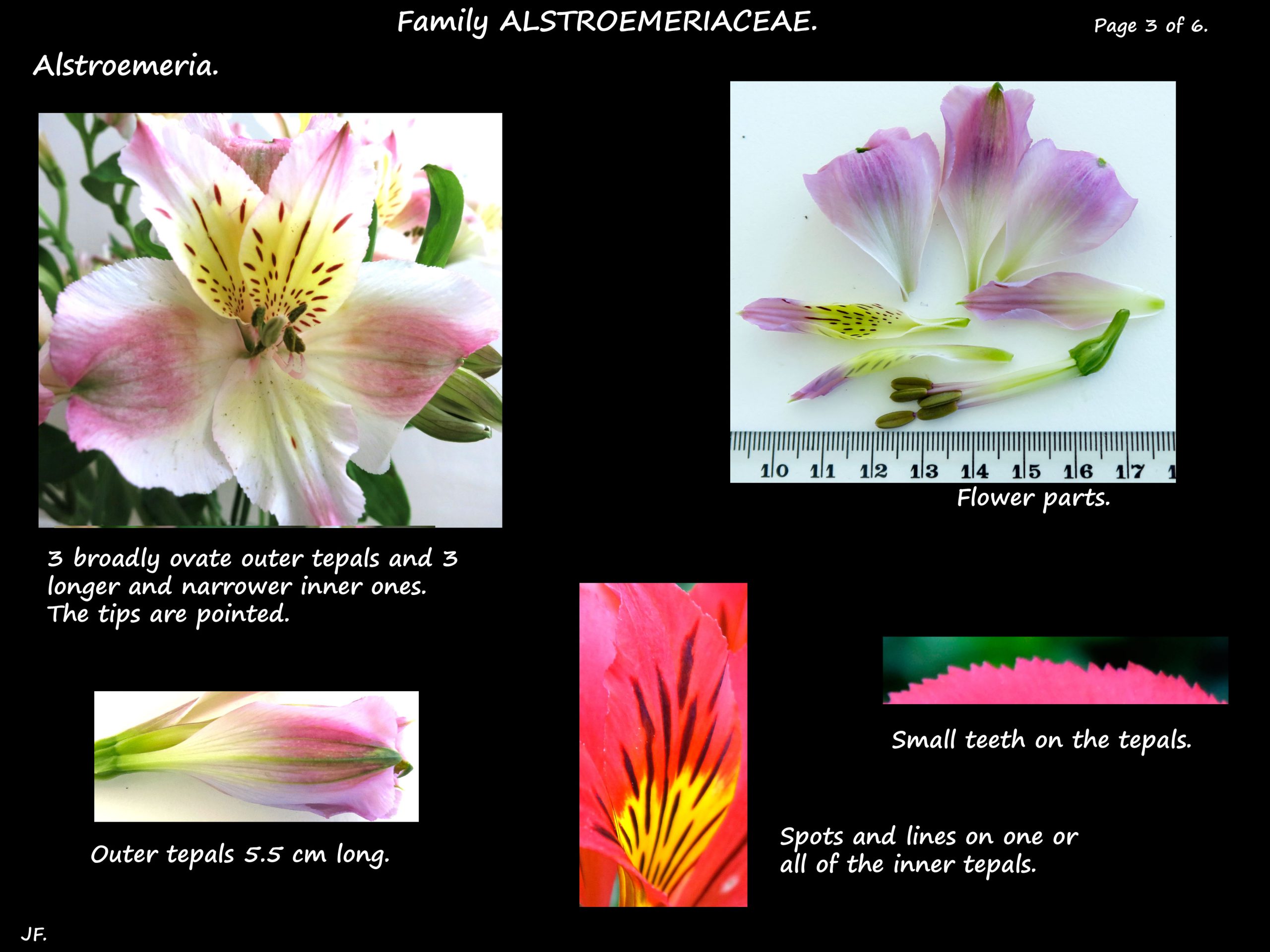Alstroemeriaceae - Botany Brisbane