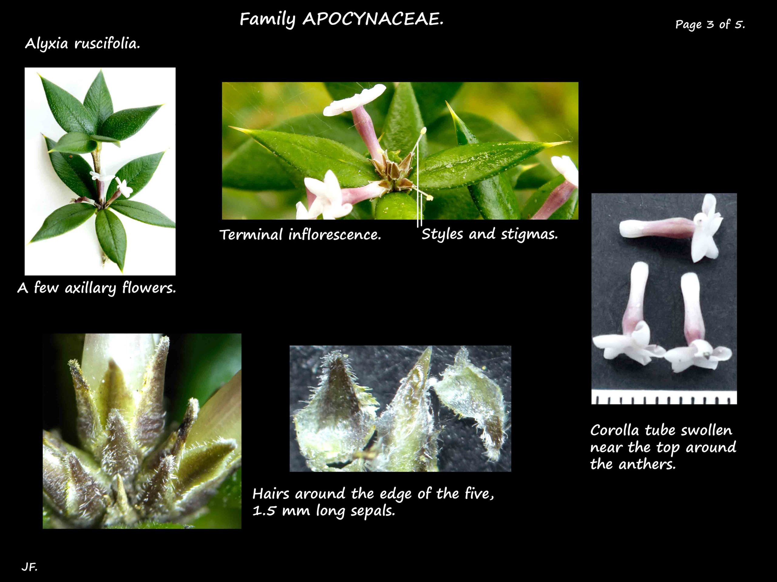 Alexia ruscifolia - Botany Brisbane