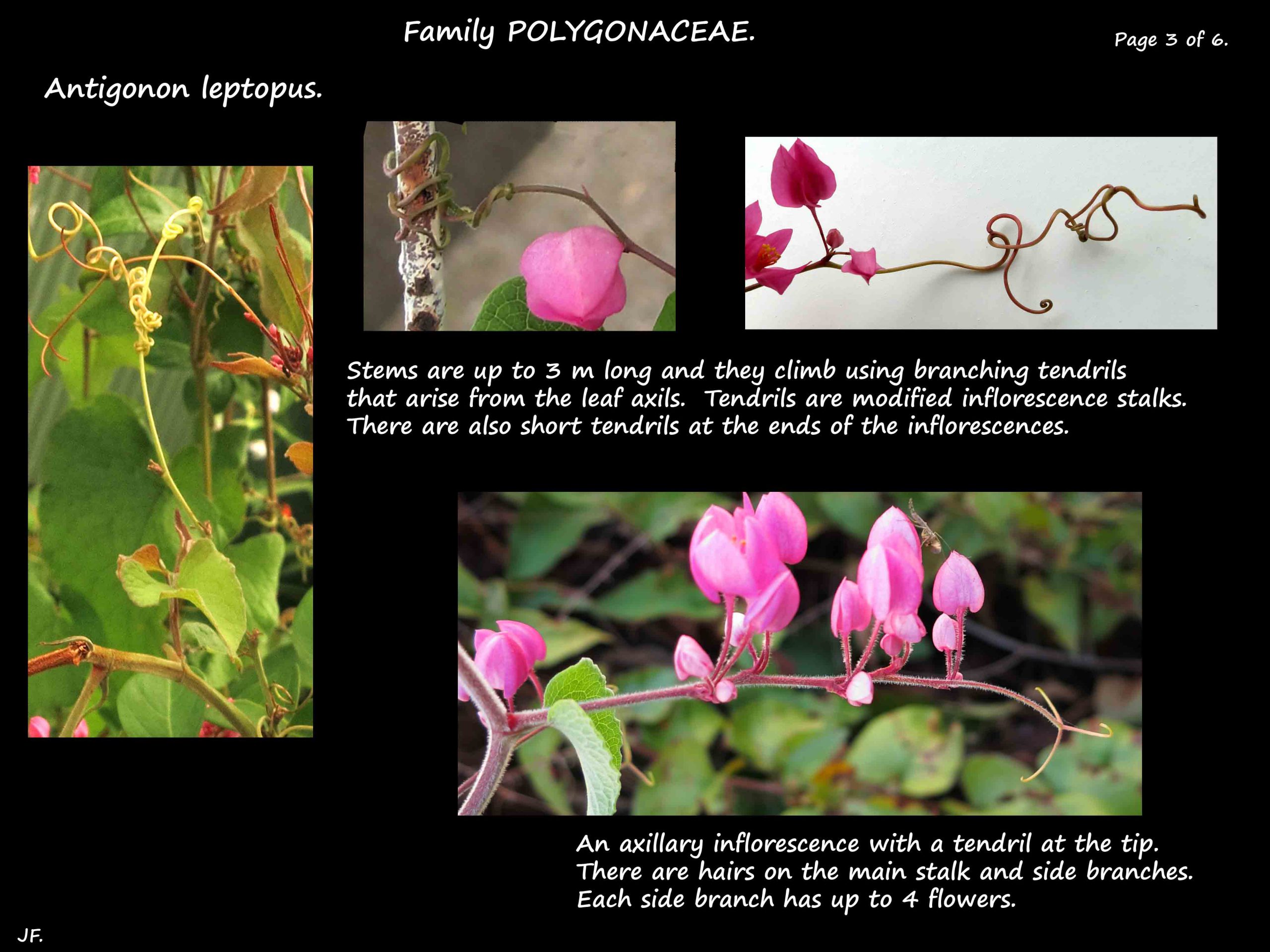 Antigonon leptopus - Botany Brisbane