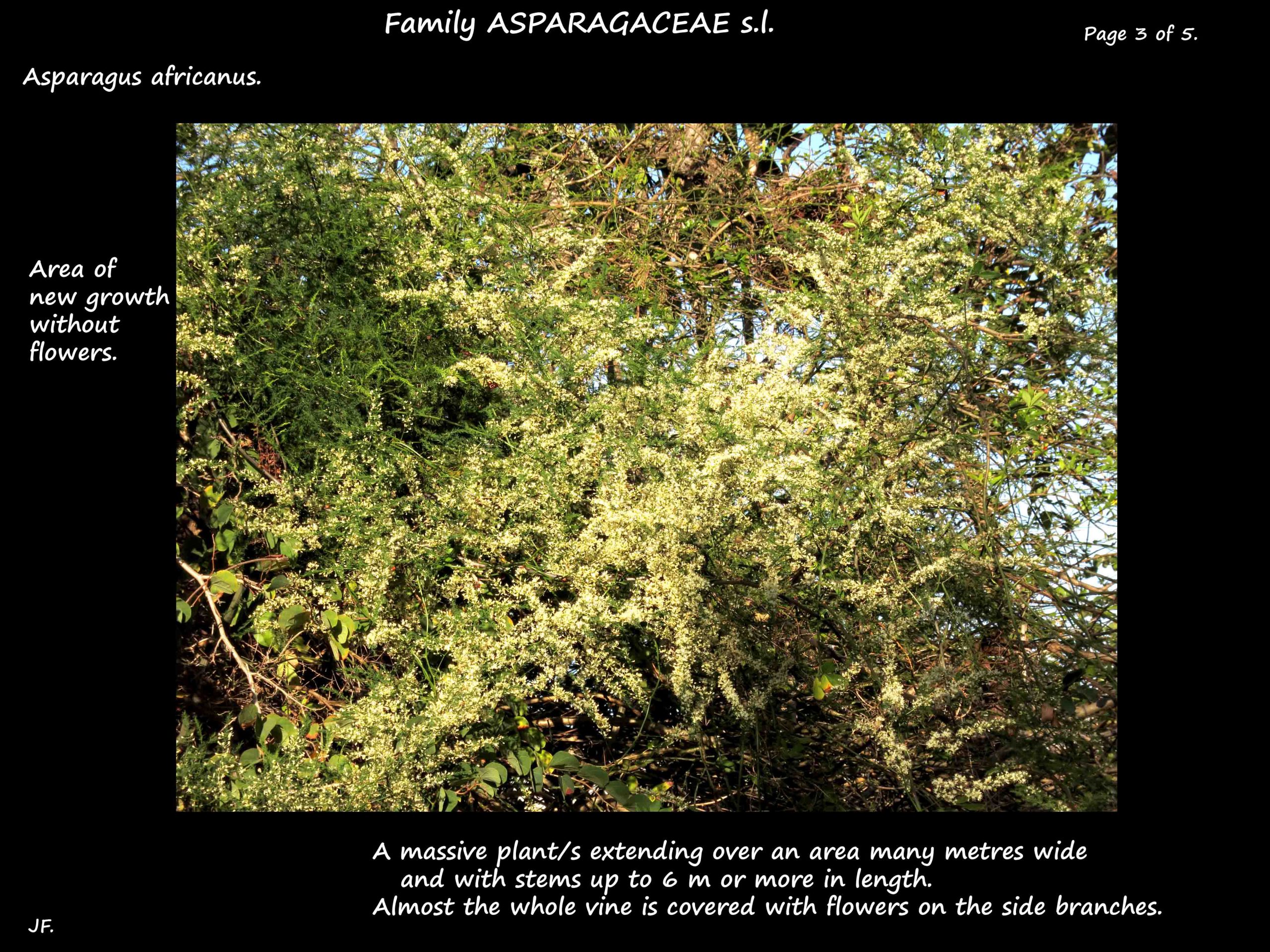 Asparagus africanus - Botany Brisbane