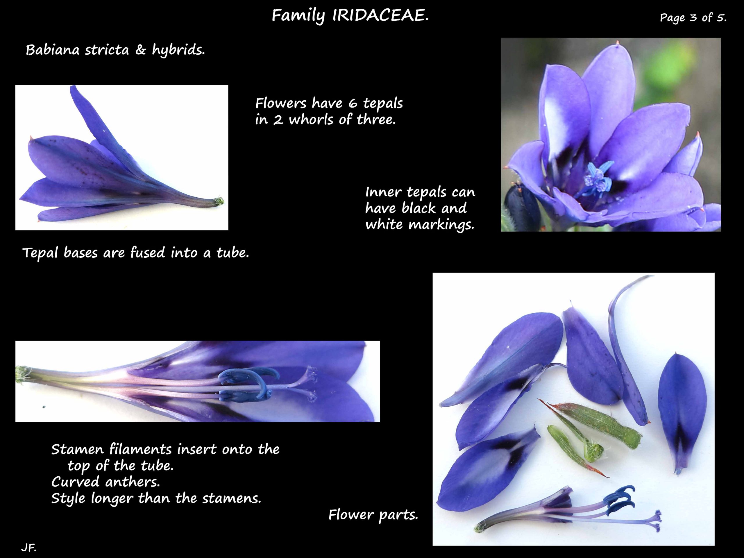 Babiana stricta - Botany Brisbane