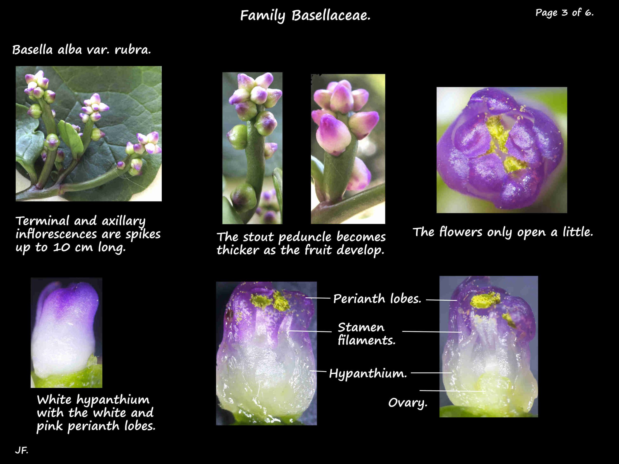 Basella alba - Botany Brisbane