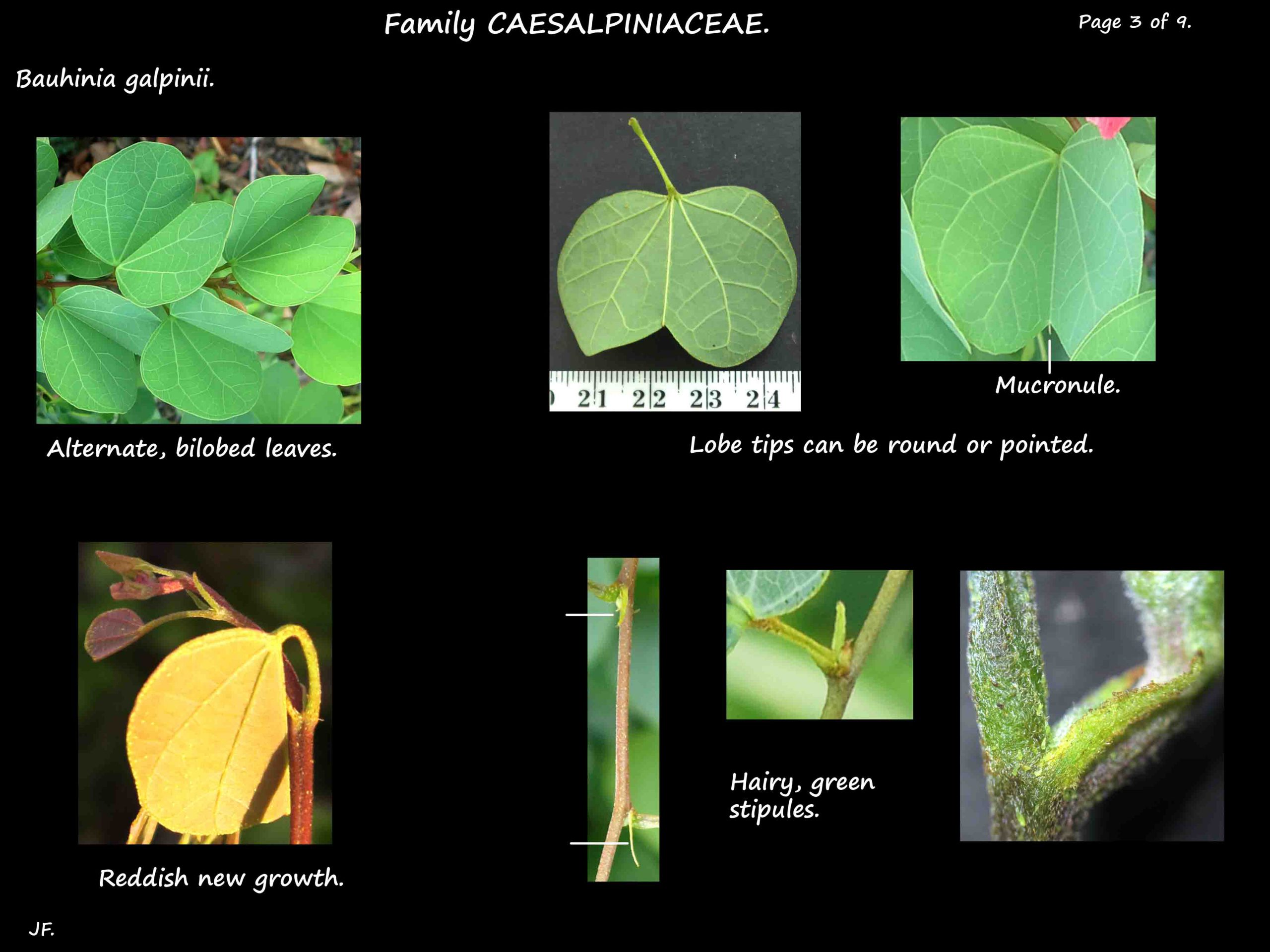 Bauhinia galpinii - Botany Brisbane