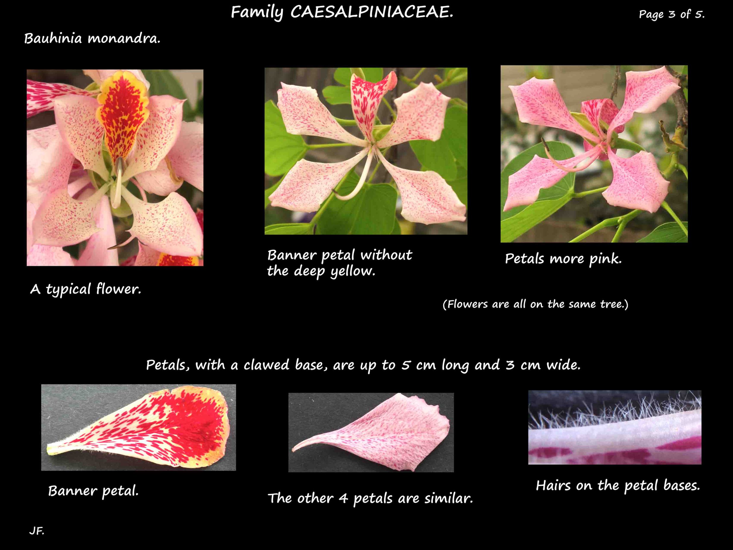 Bauhinia monandra - Botany Brisbane