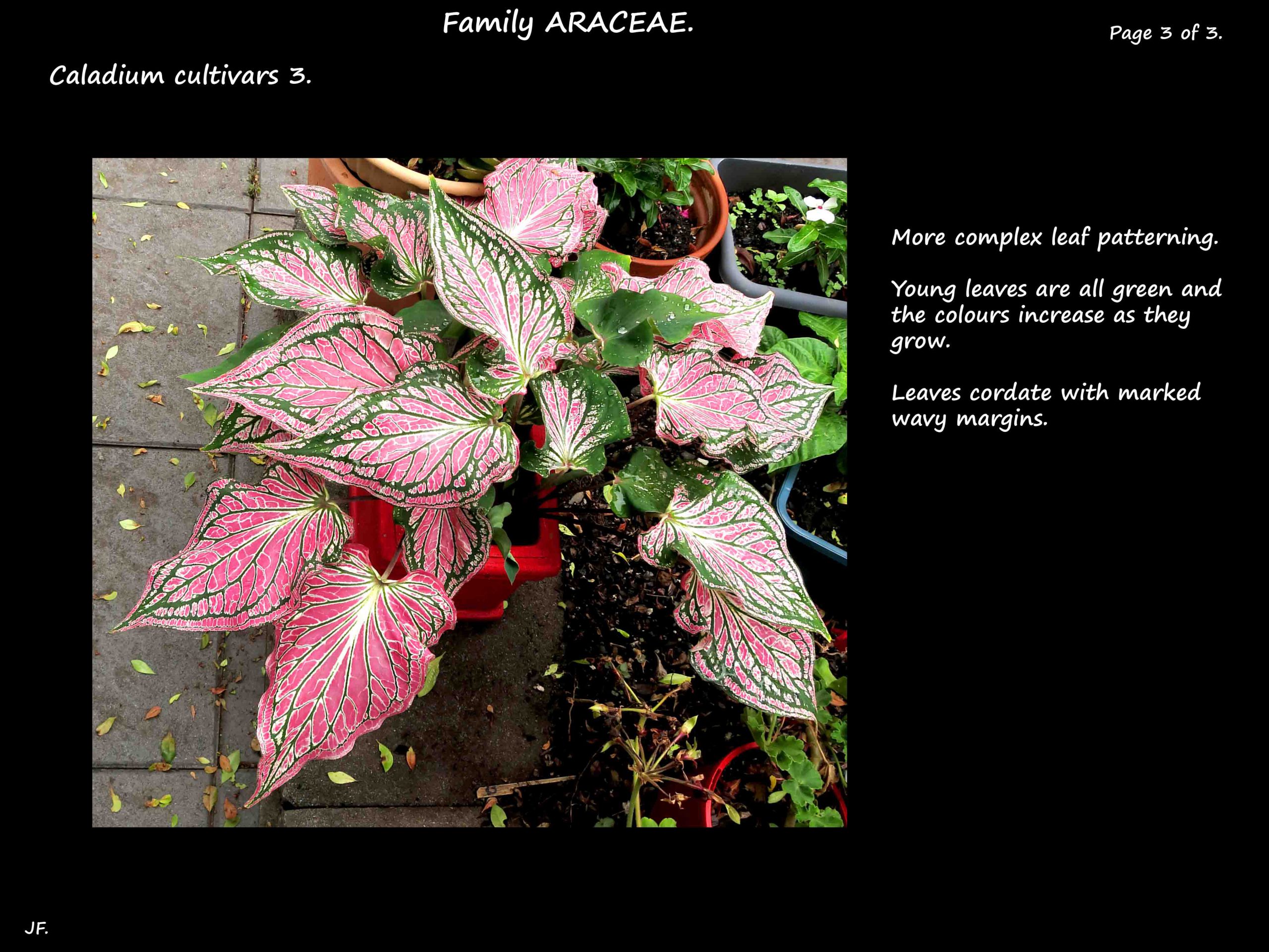 Caladium - Botany Brisbane