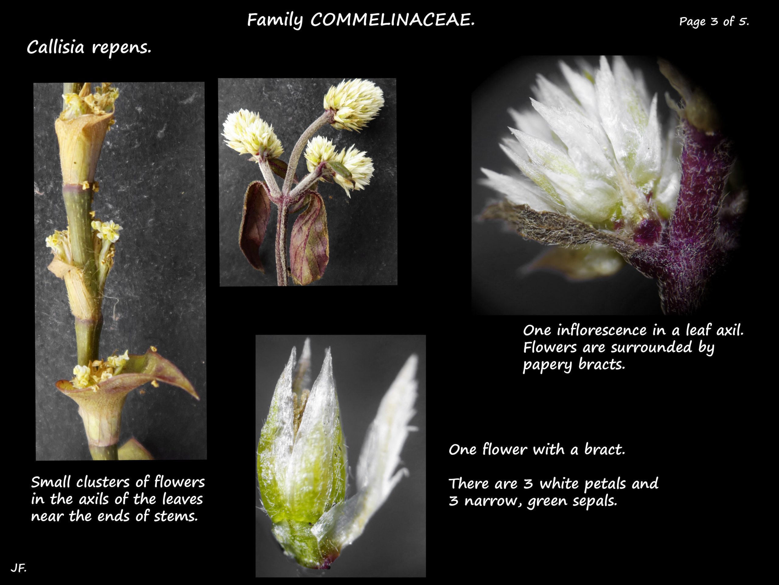 Callisia repens - Botany Brisbane
