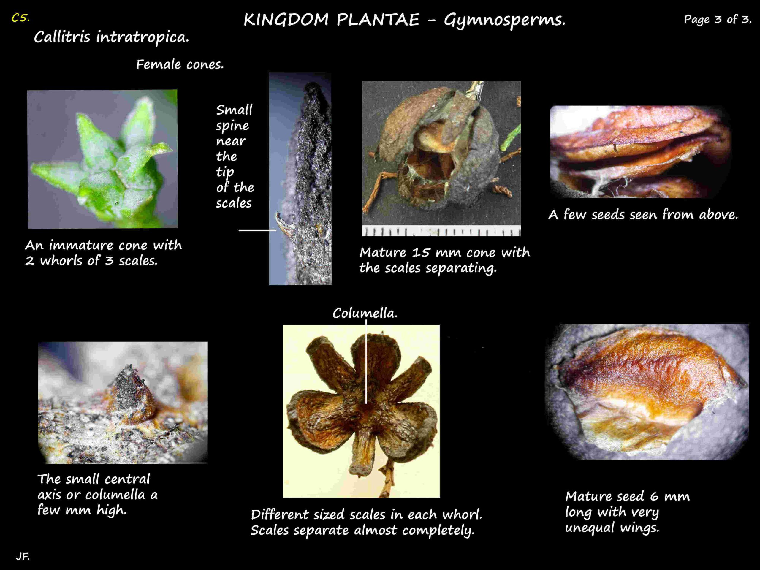 Callitris intratropica - Botany Brisbane