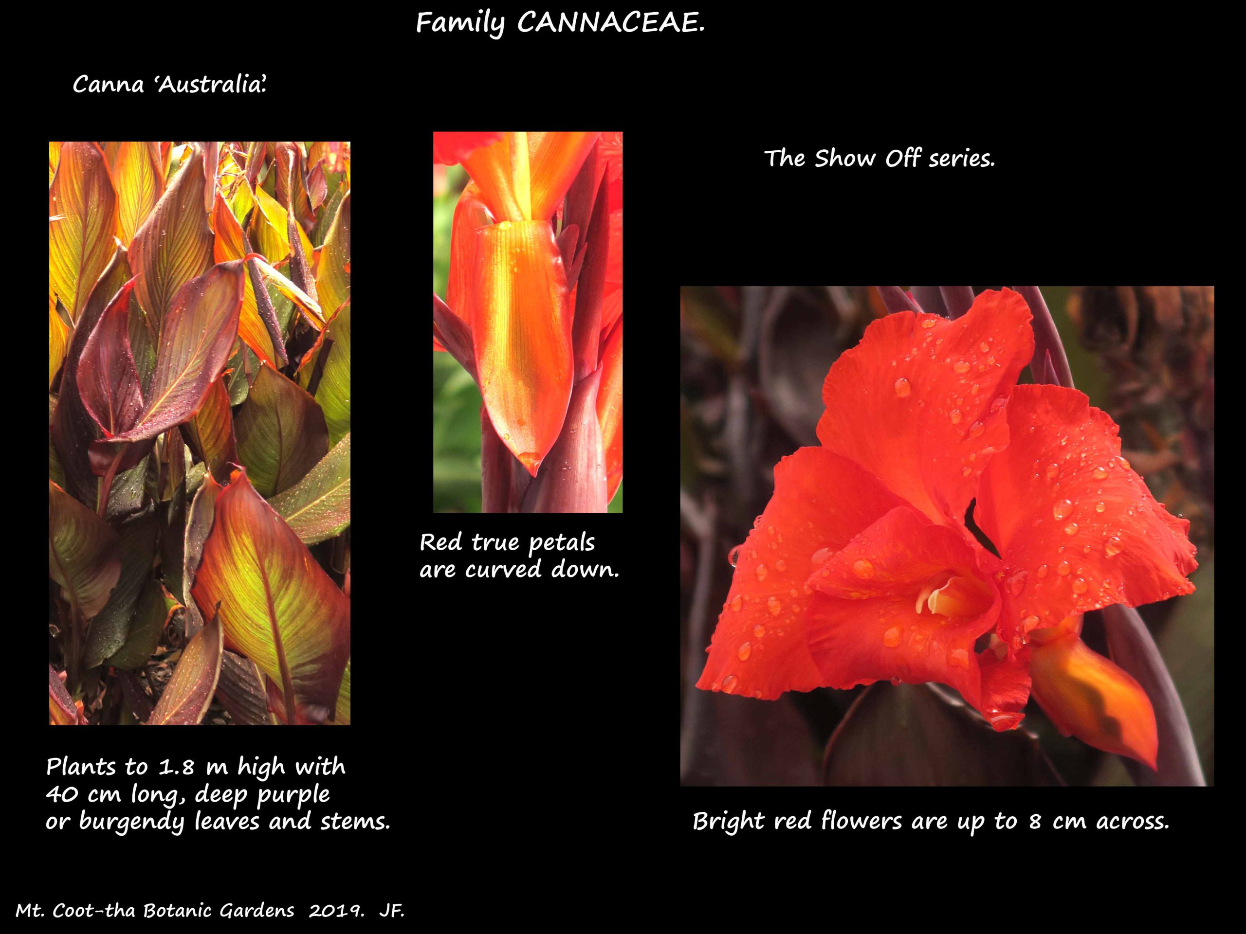 Canna indica cultivars - Botany Brisbane