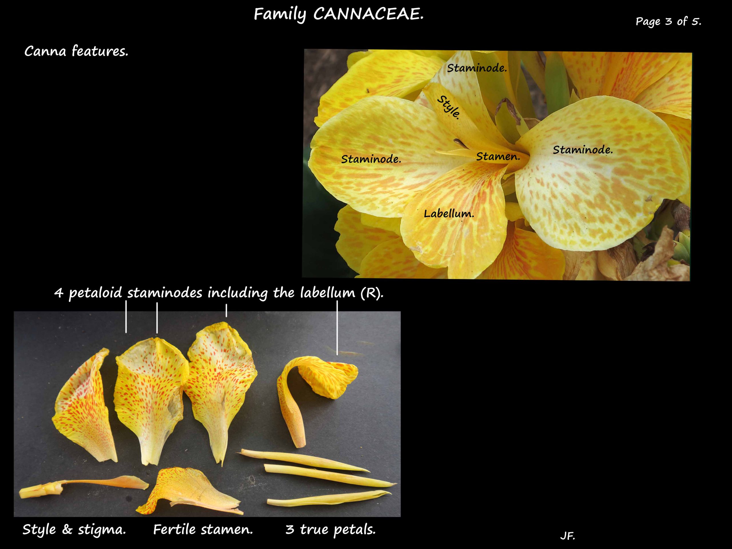 Cannaceae - Botany Brisbane