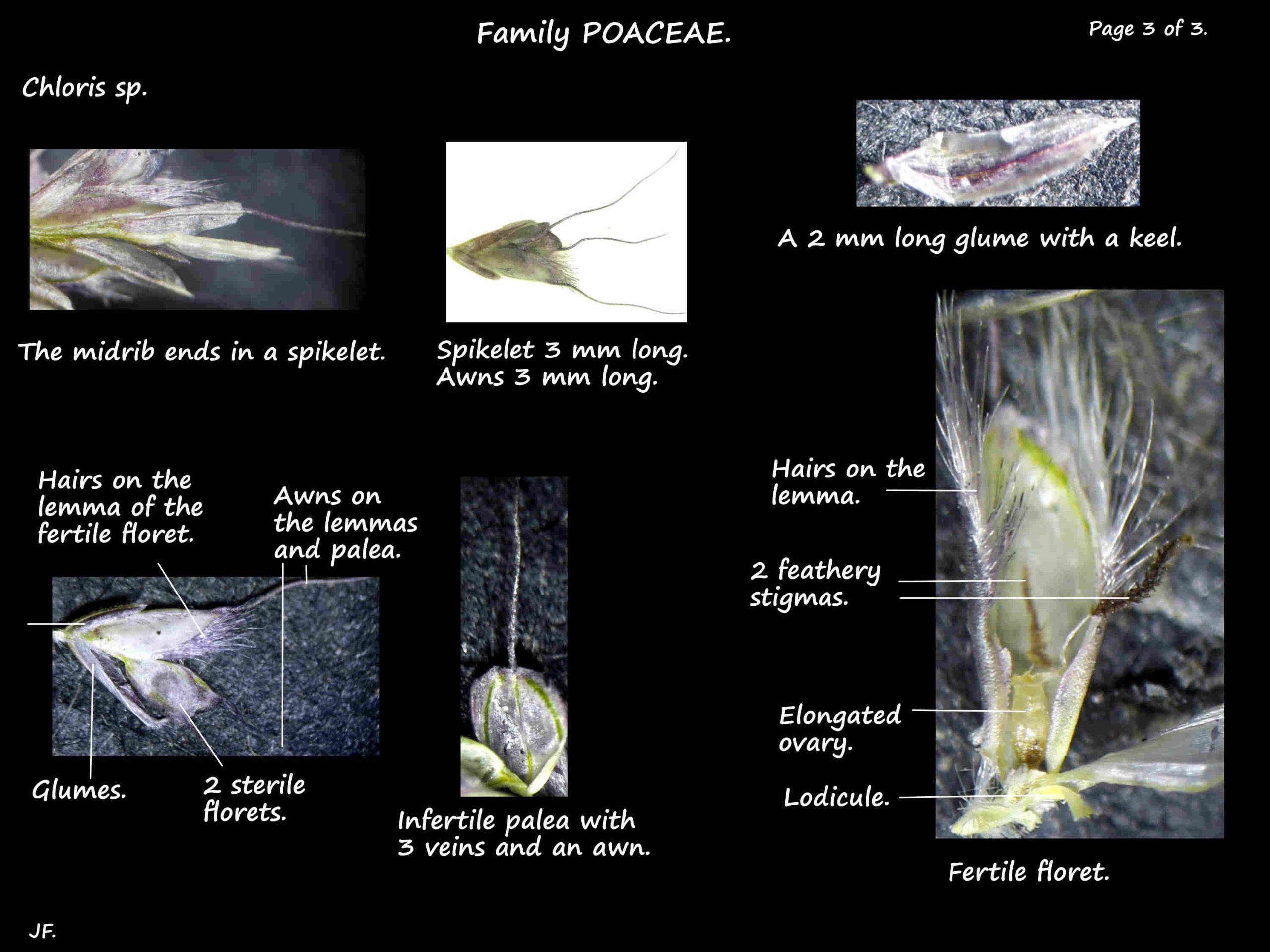 Chloris sp - Botany Brisbane