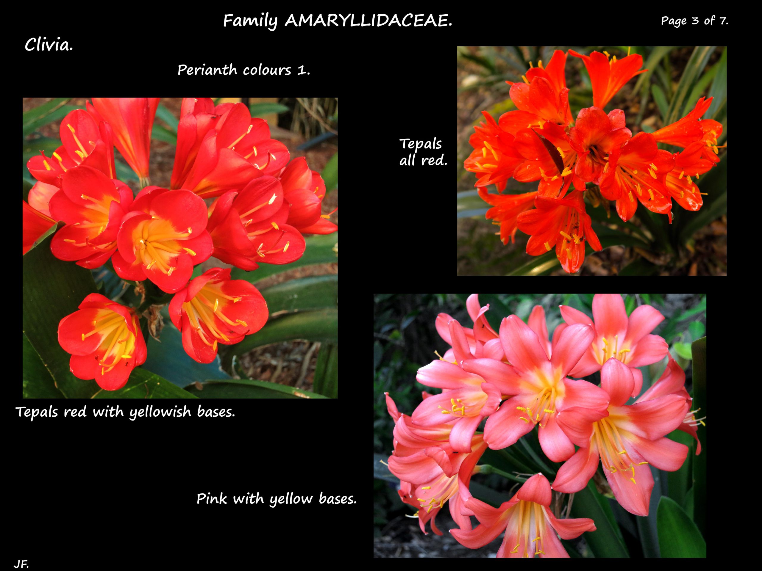 Clivia - Botany Brisbane