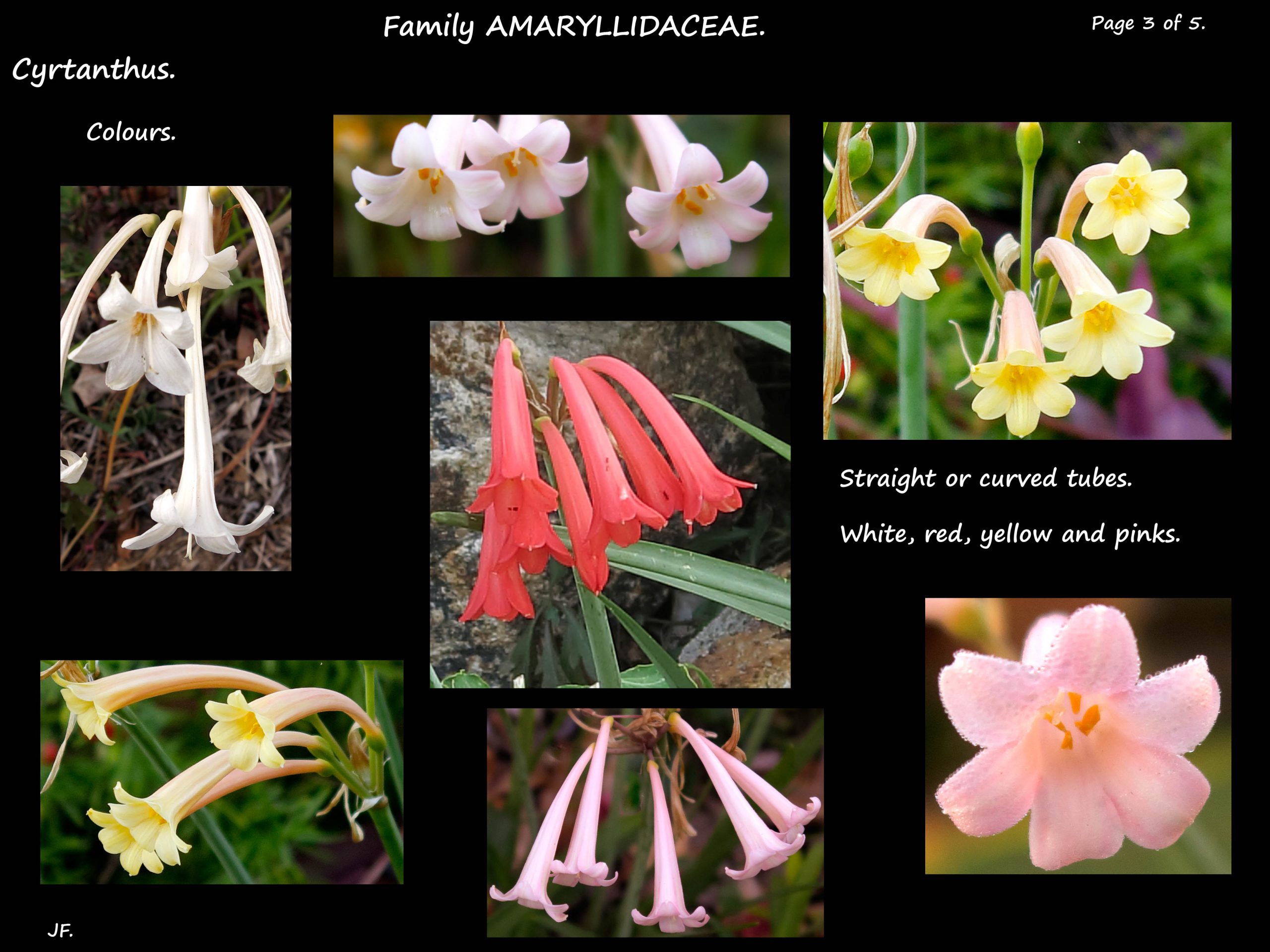 Cyrtanthus - Botany Brisbane