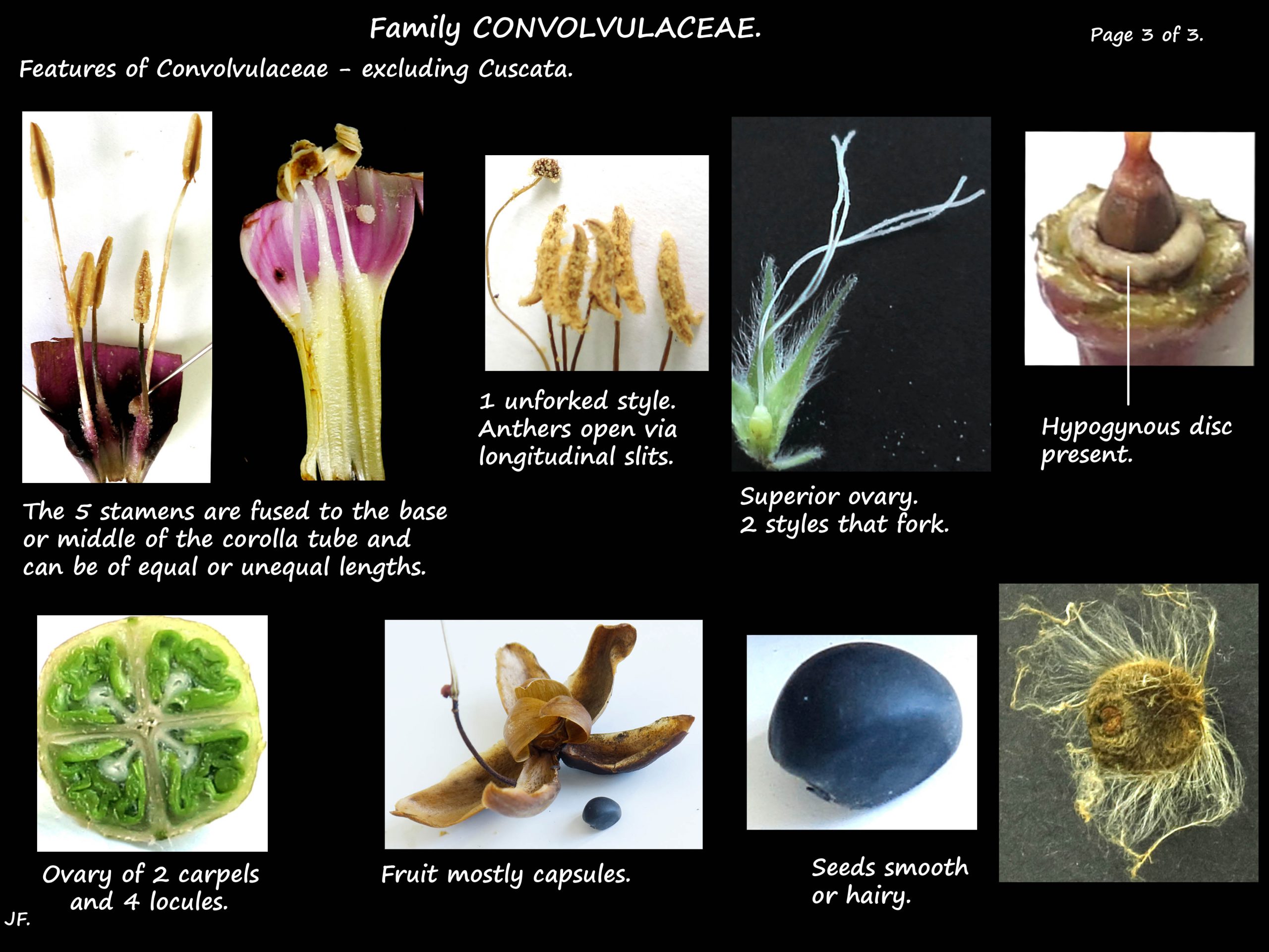Convolvulaceae - Botany Brisbane