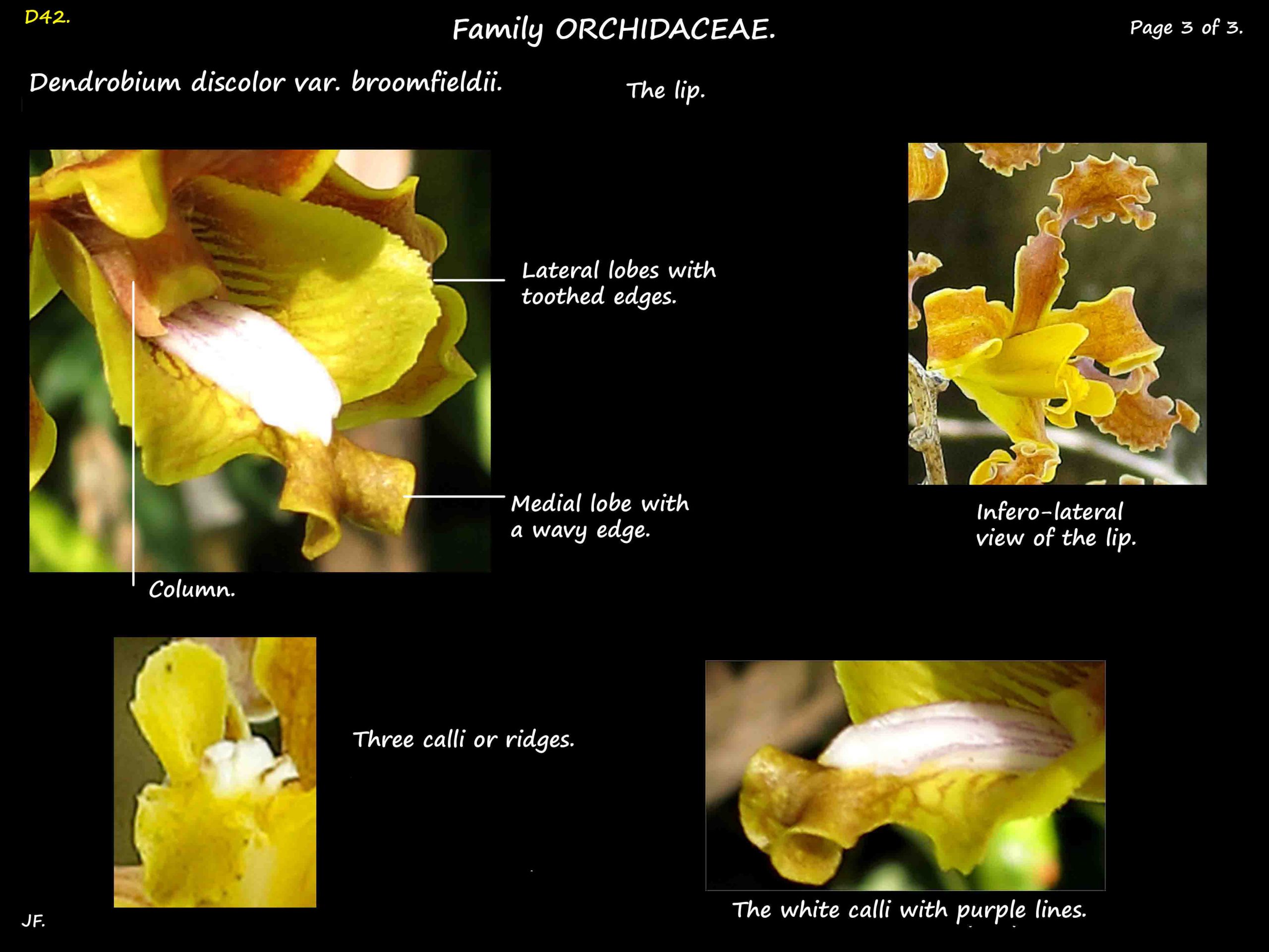 Dendrobium discolor var. broomfieldii - Botany Brisbane