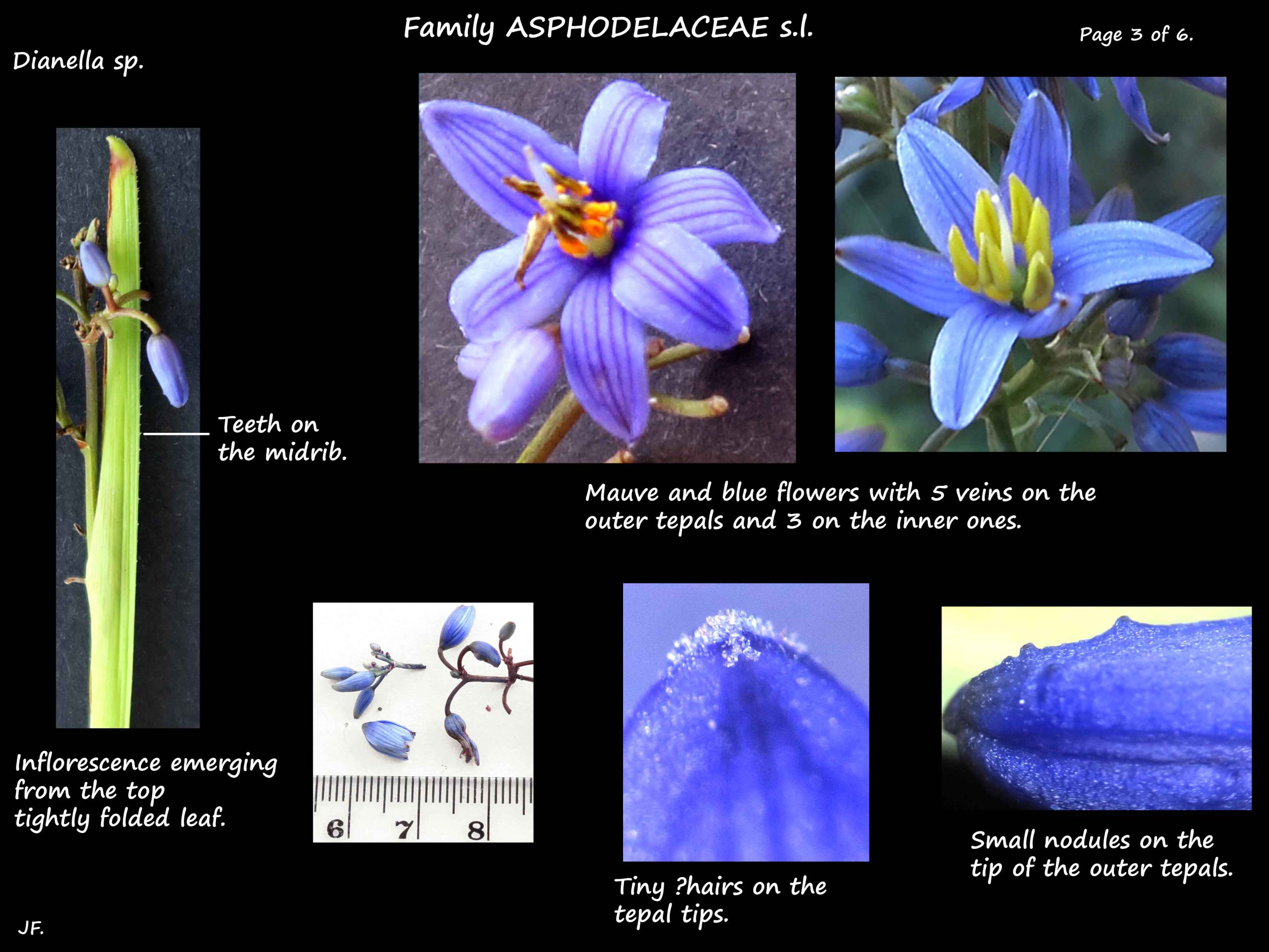 Dianella caerulea - Botany Brisbane