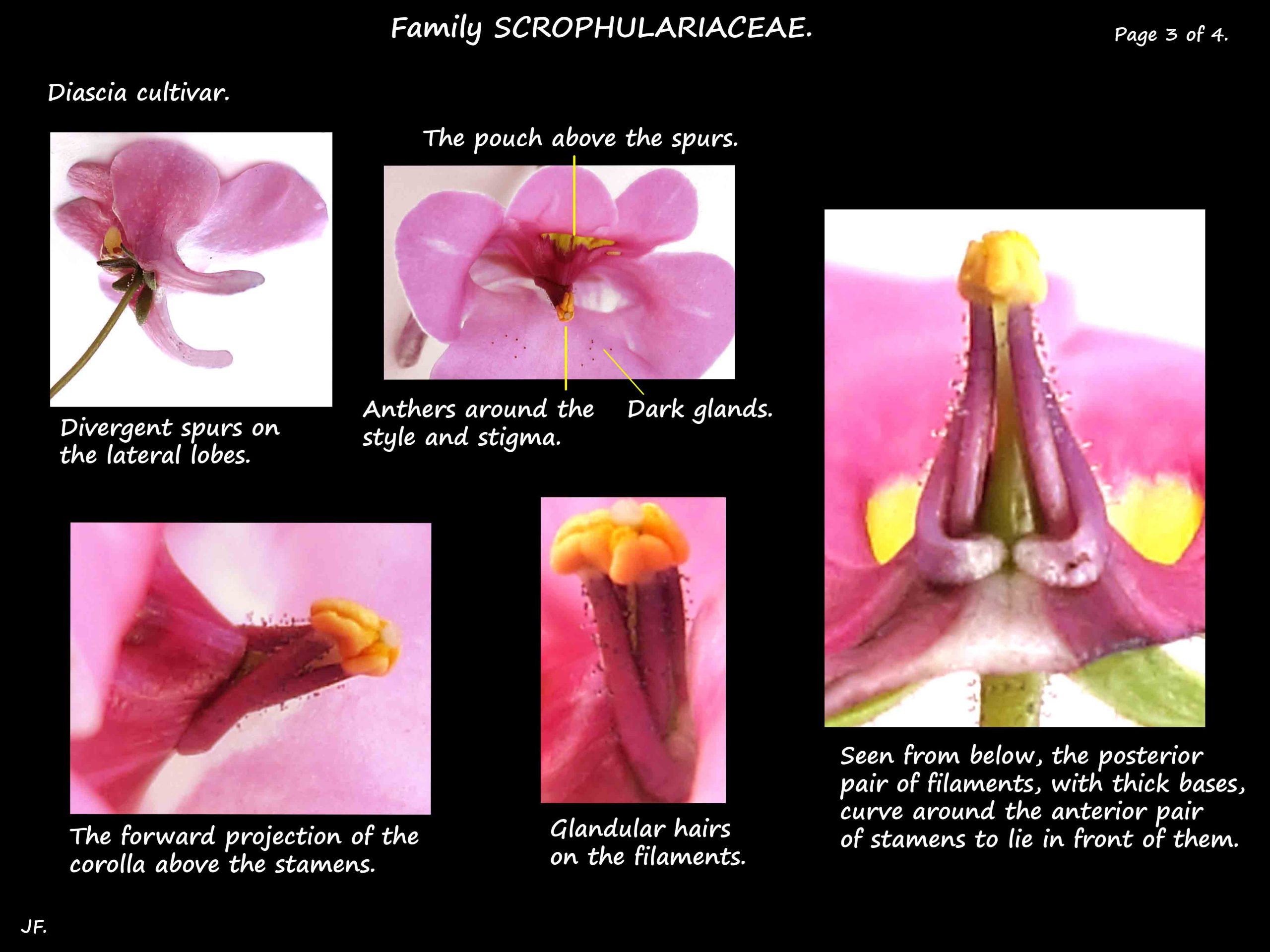 Diascia - Botany Brisbane