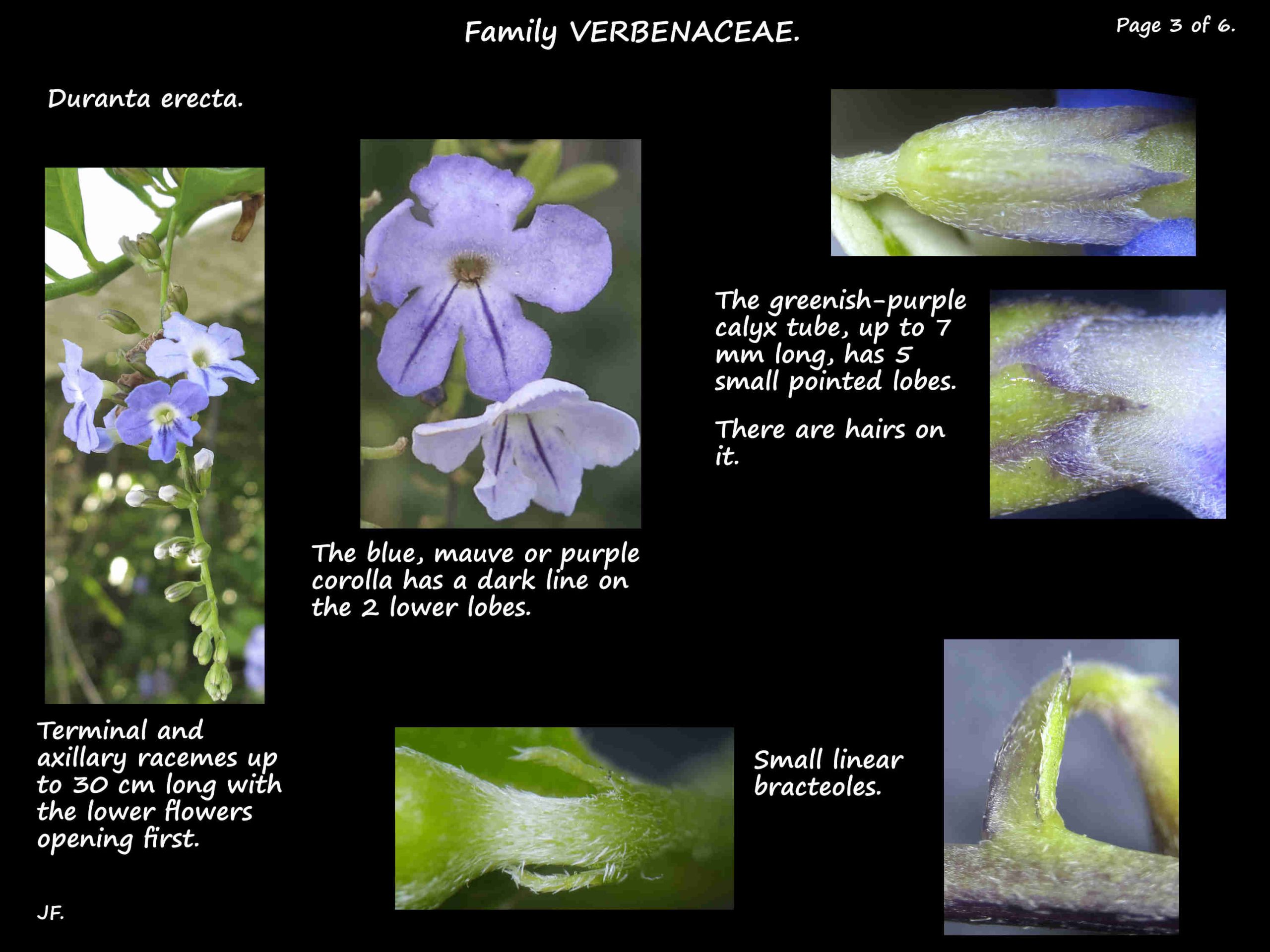 Duranta erecta - Botany Brisbane