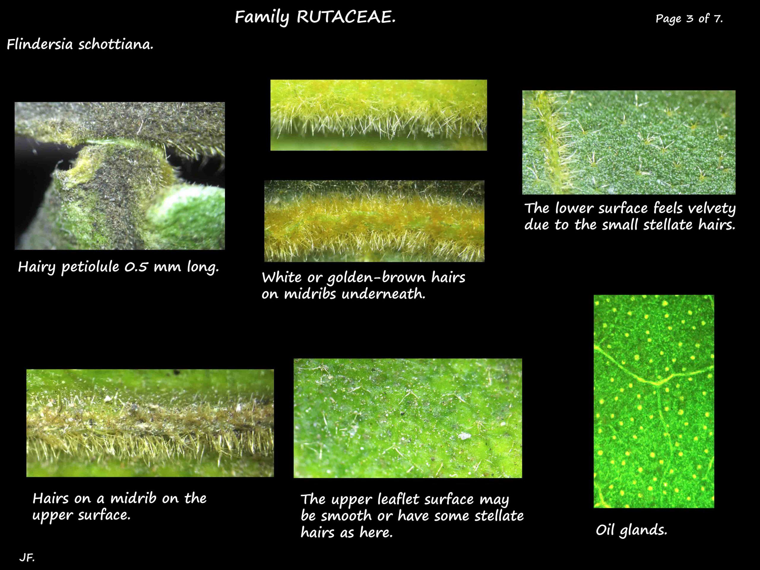 Flindersia schottiana - Botany Brisbane