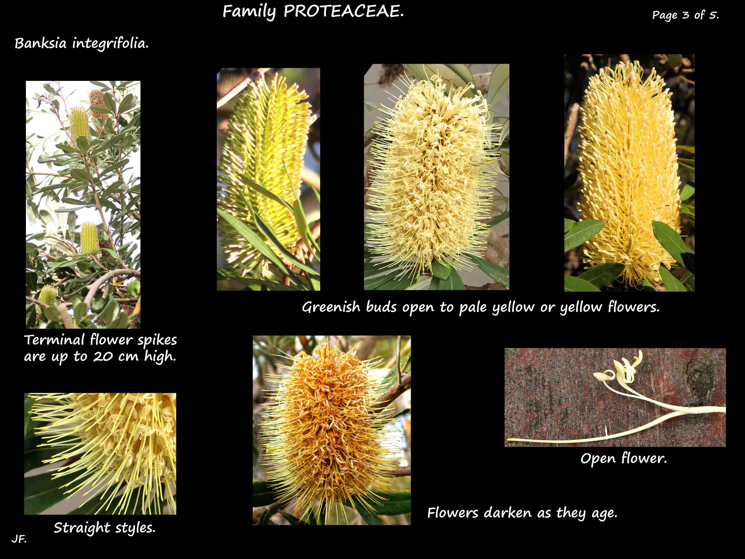 Banksia integrifolia - Botany Brisbane