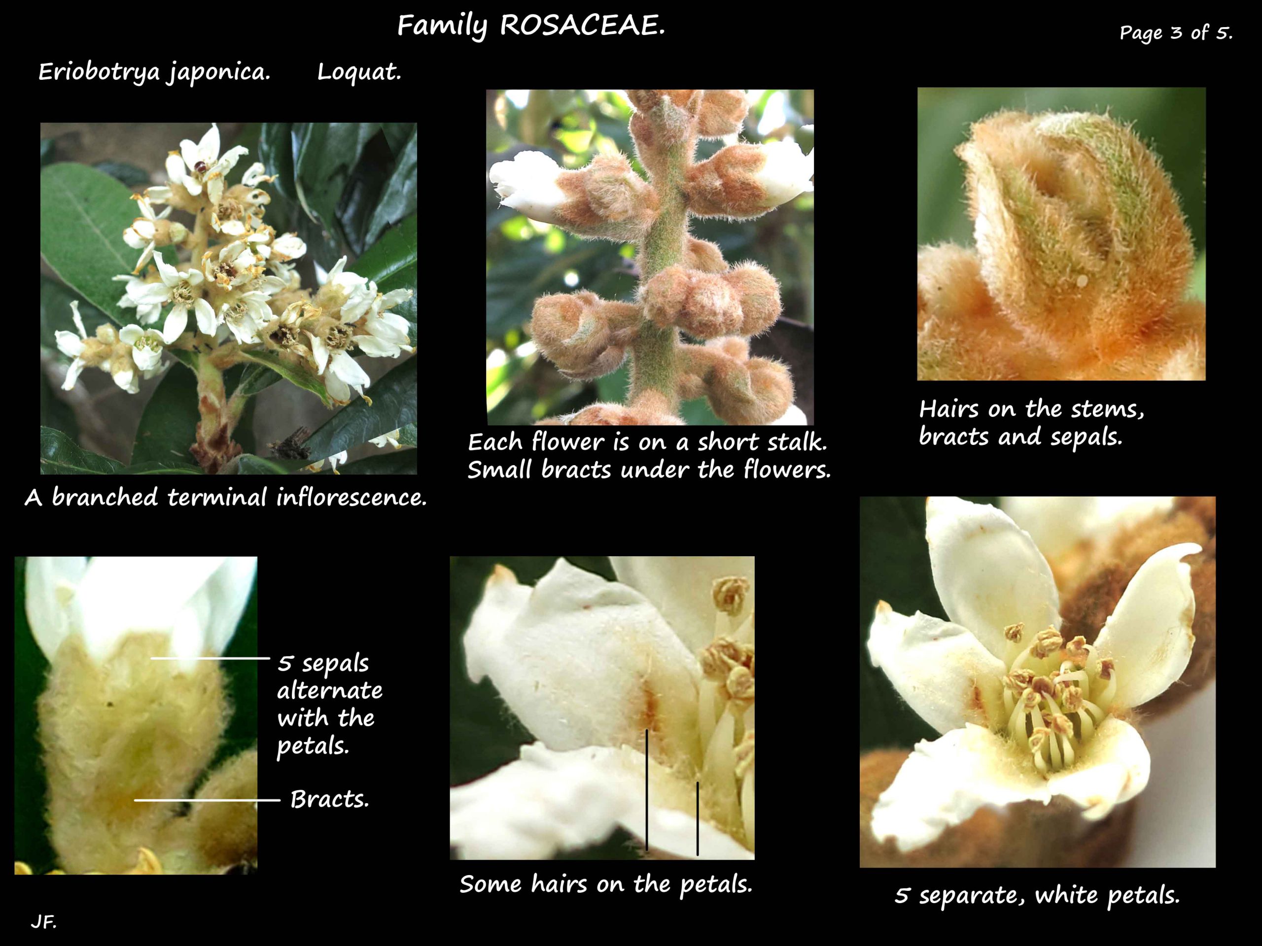 Eriobotrya japonica - Botany Brisbane