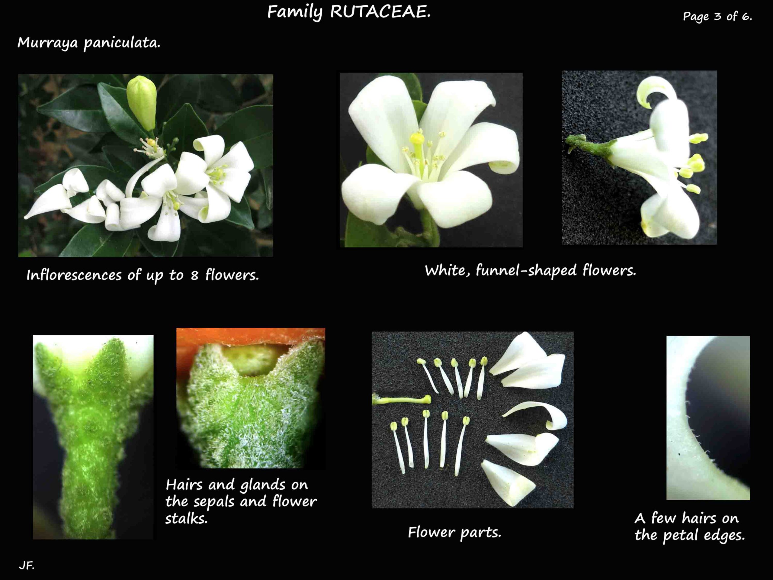 Murraya paniculata - Botany Brisbane