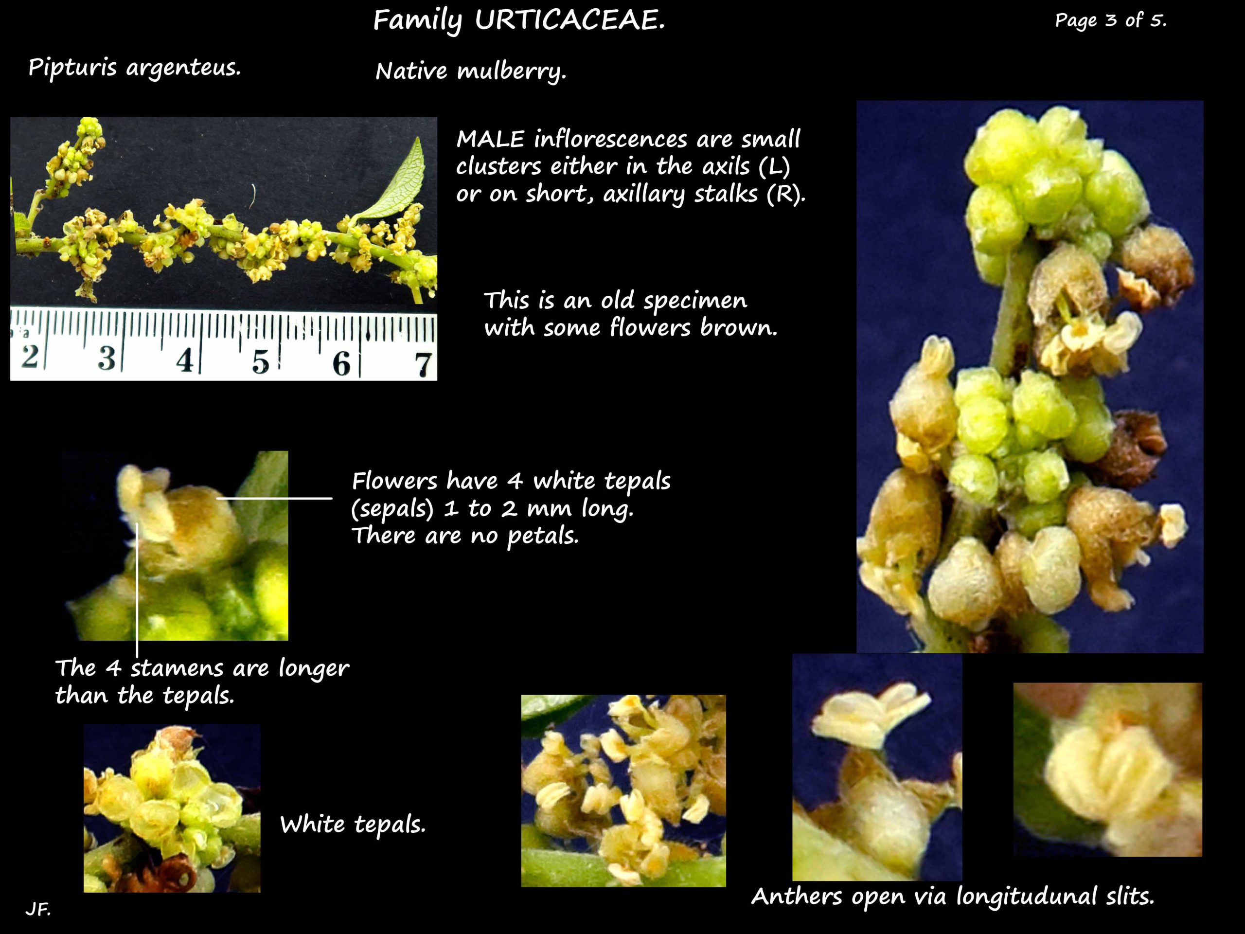 Pipturus argenteus - Botany Brisbane