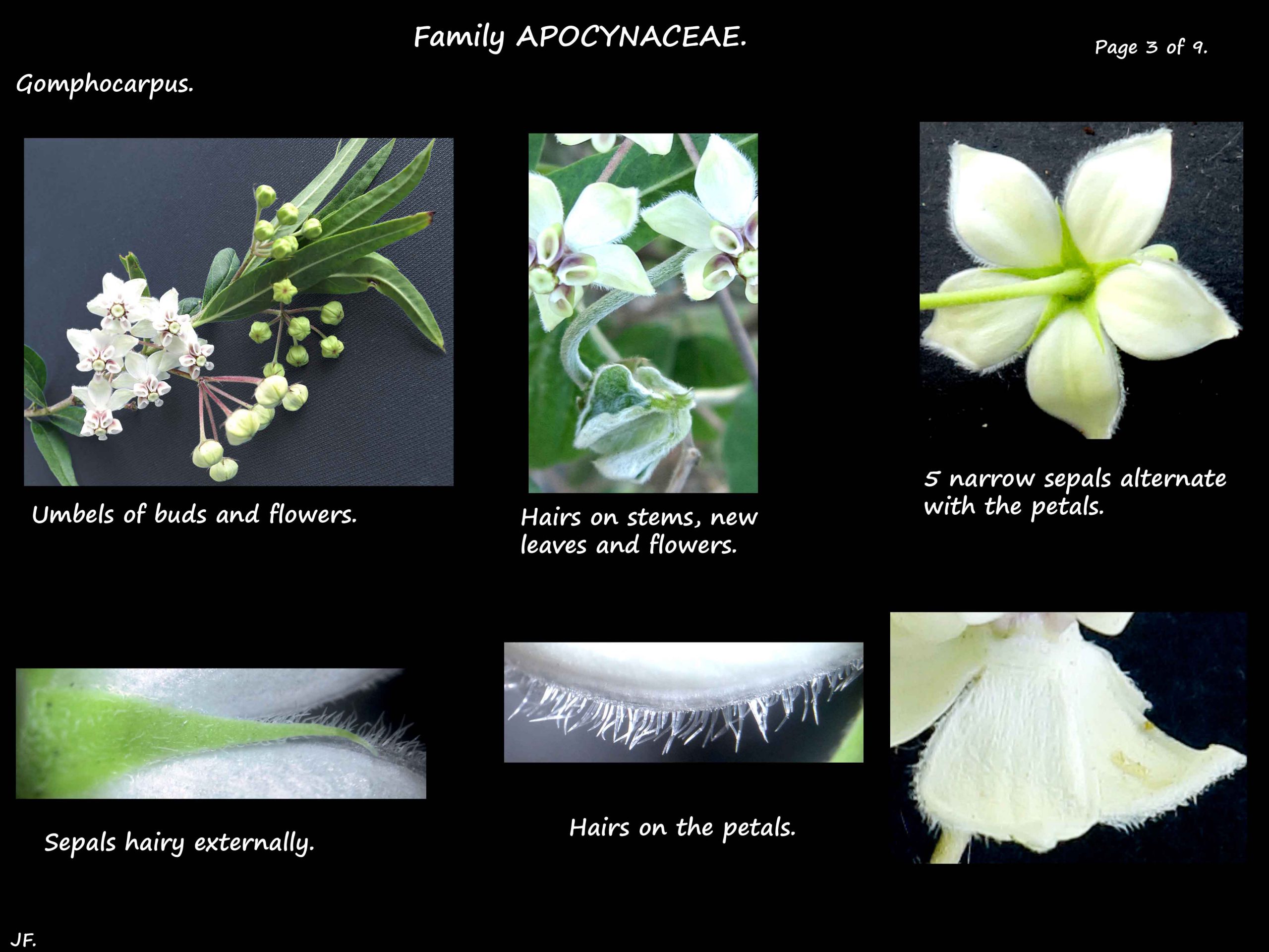 Gomphocarpus fruticosus - Botany Brisbane