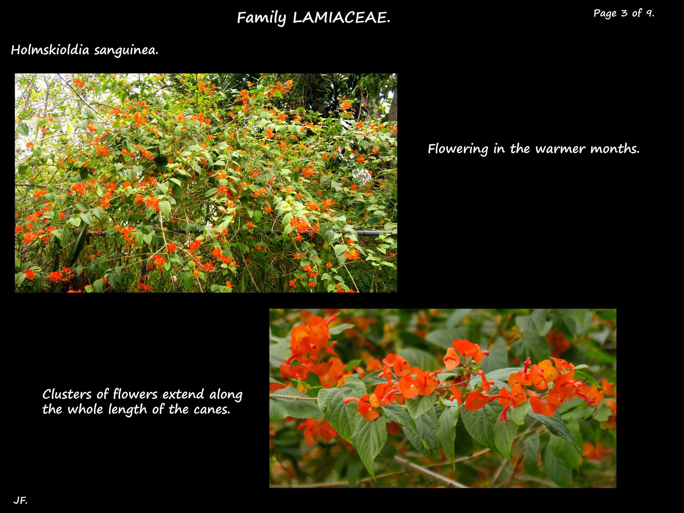 Holmskioldia sanguinea - Botany Brisbane