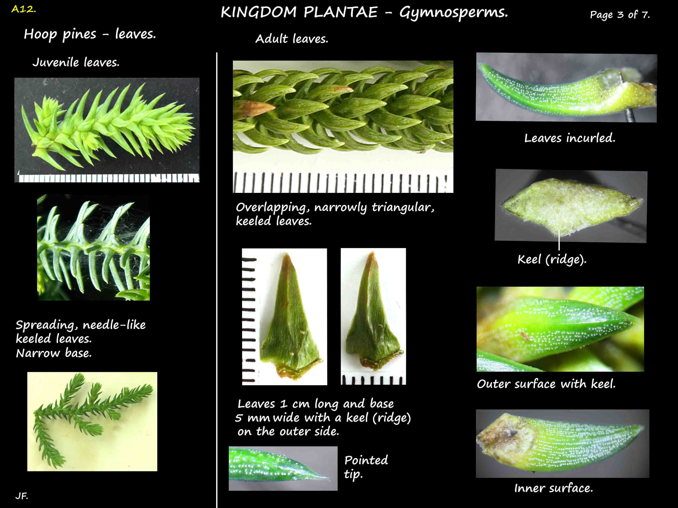 Araucaria cunninghamii - Botany Brisbane