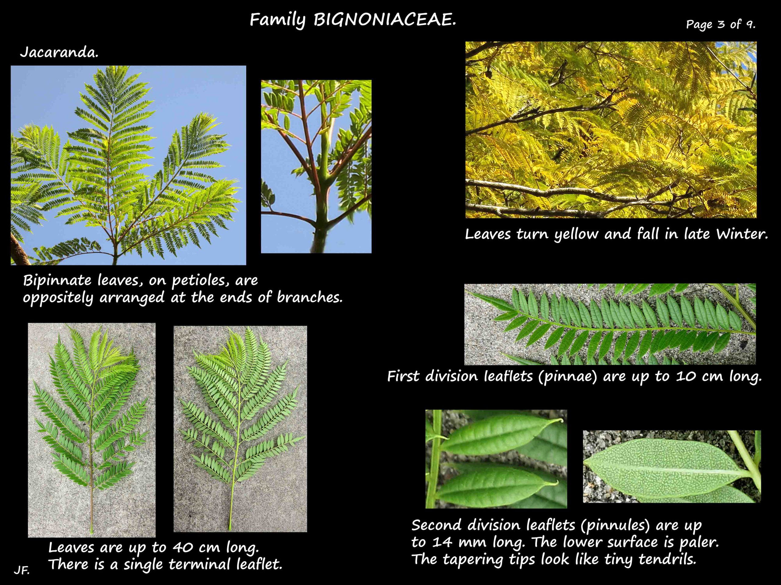 Jacaranda - Botany Brisbane